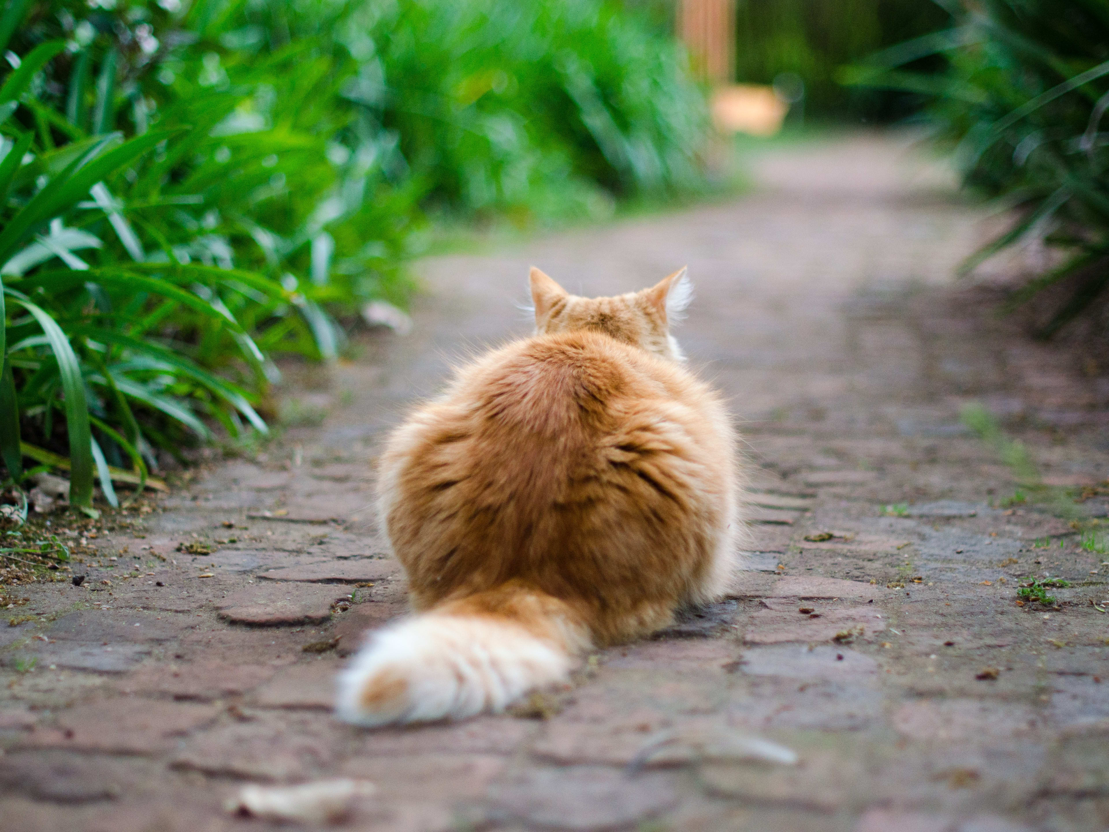 10 Helpful Tips for How to Find a Lost or Missing Cat