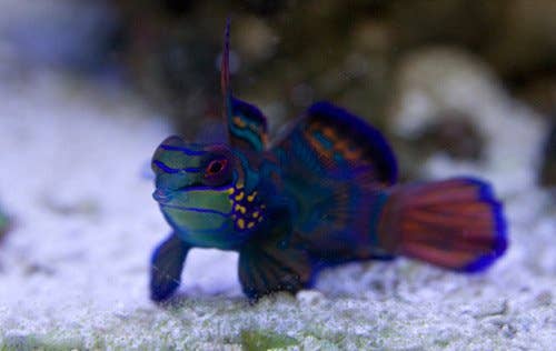 Mandarin Dragonet Fish Facts and Care