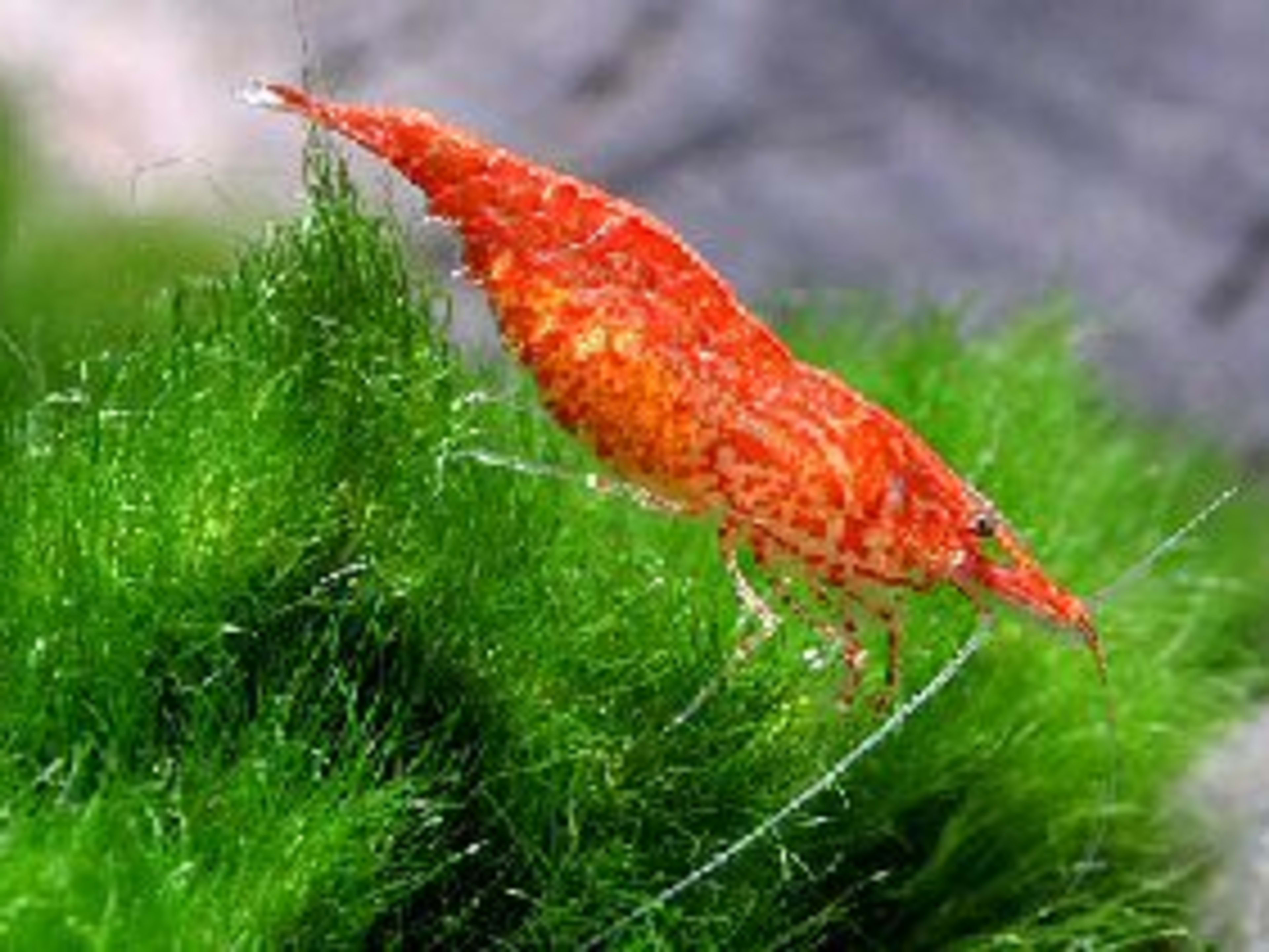 Keeping Freshwater Cherry Red Shrimp as Pets