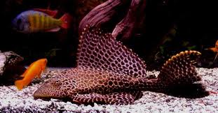 How to Choose the Right Plecostomus (Pleco)