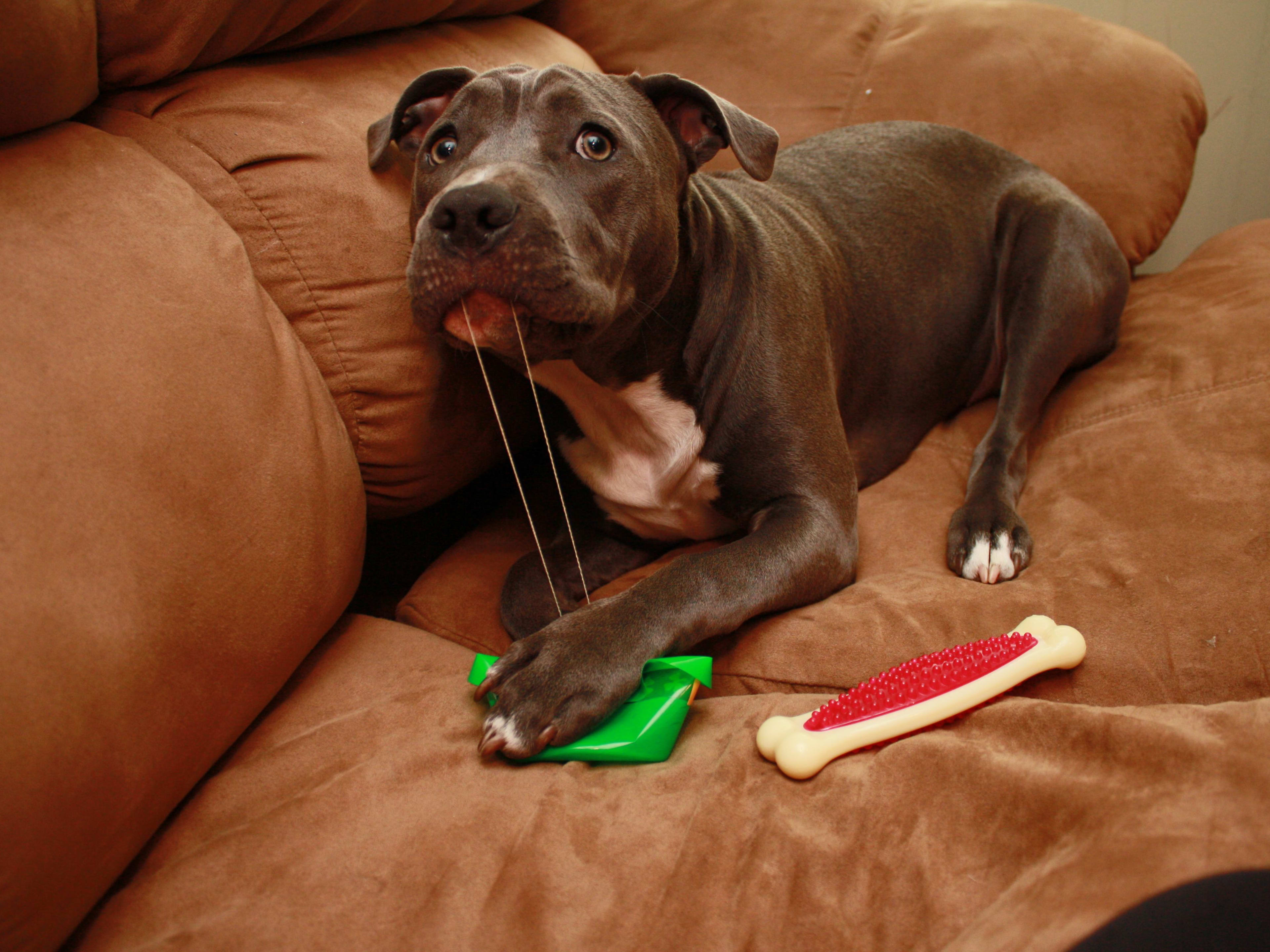 How to Train Stubborn Dogs and Strong-Willed Puppies