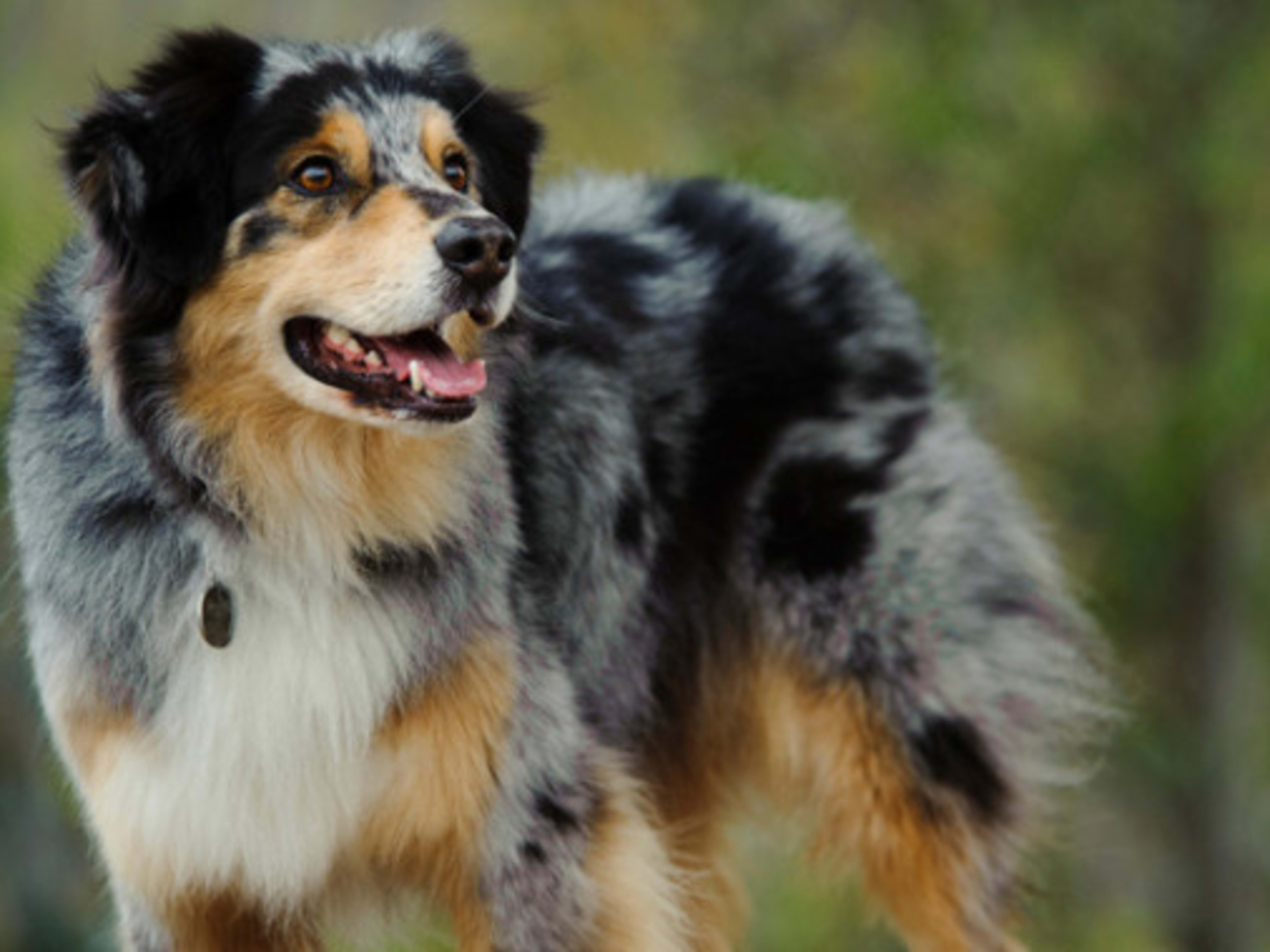 17 Interesting Facts About Australian Shepherds - PetHelpful