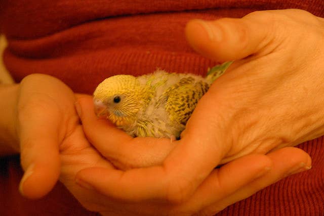 Baby Parakeets Feeding Baby Parakeets | Parakeet Chicks | Parakeets
