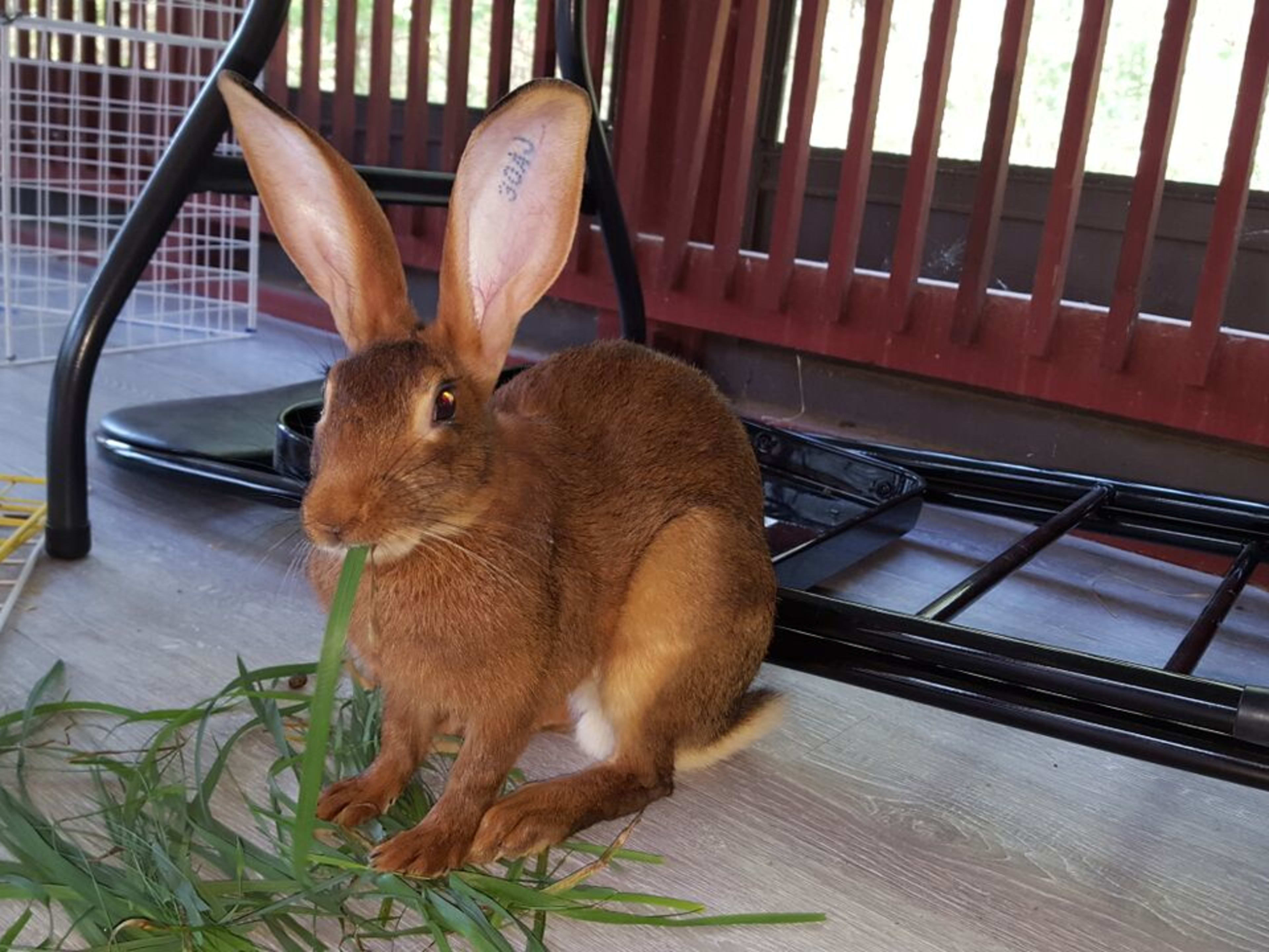 The History of Belgian Hares in the US (and What They're Like as Pets)