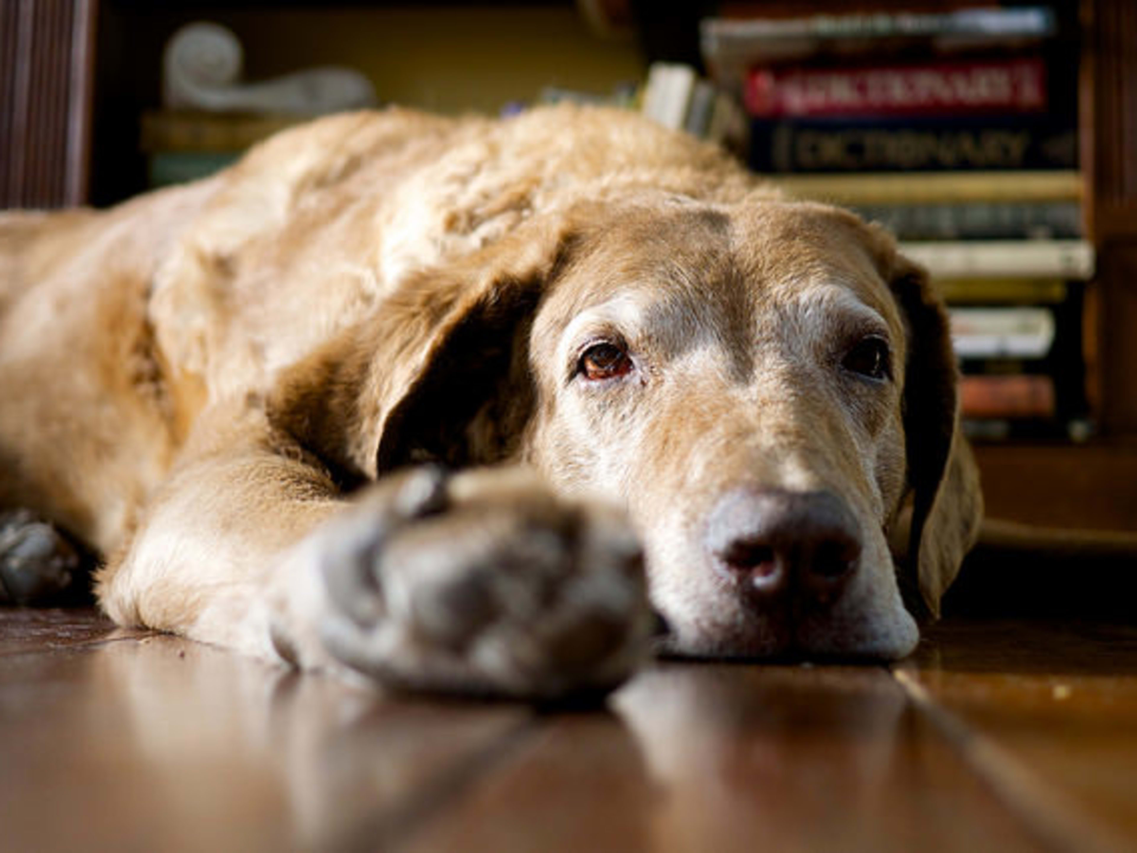 10 Tips to Help Your Dog or Puppy Sleep Through the Night