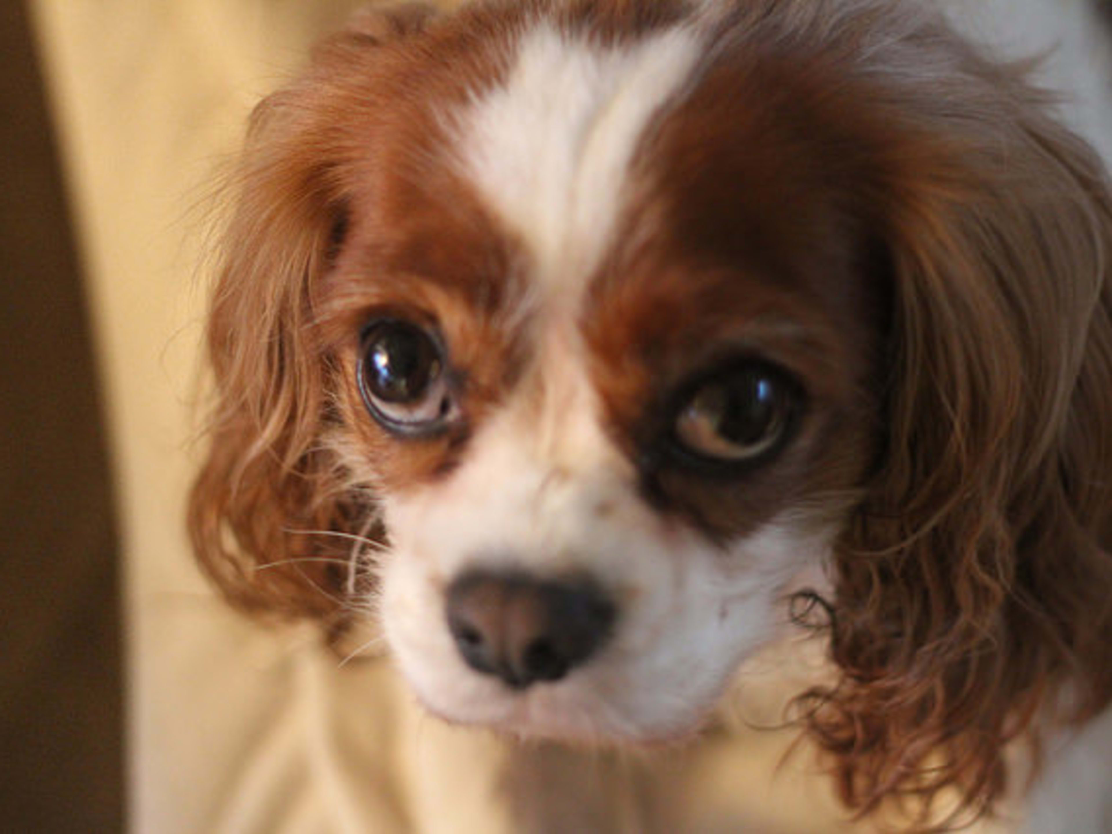 9 Great Dog Breeds With Low Prey Drive (Plus Which Breeds to Avoid ...