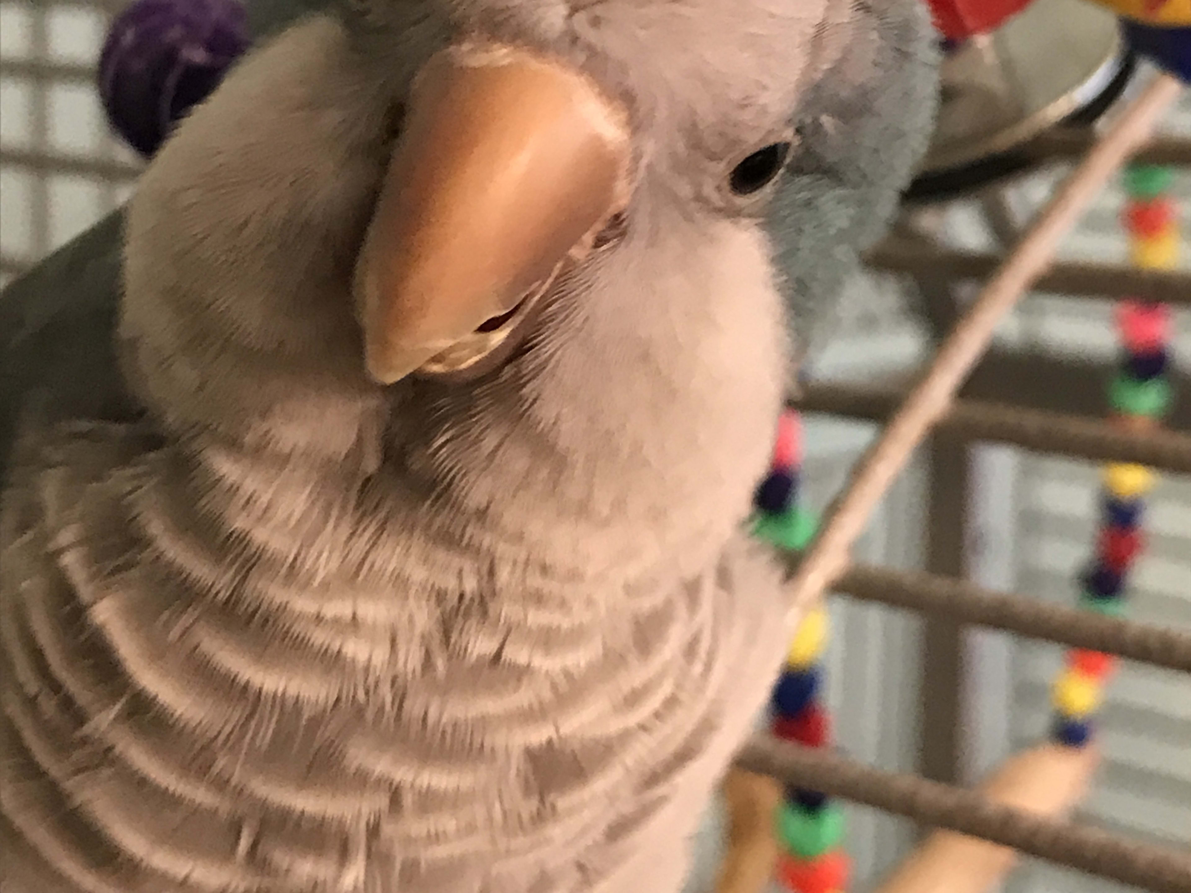 How to Care for Your Quaker Parrots