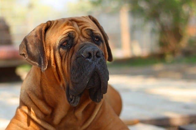 Causes of Sagging, Loose Skin in Dogs - PetHelpful