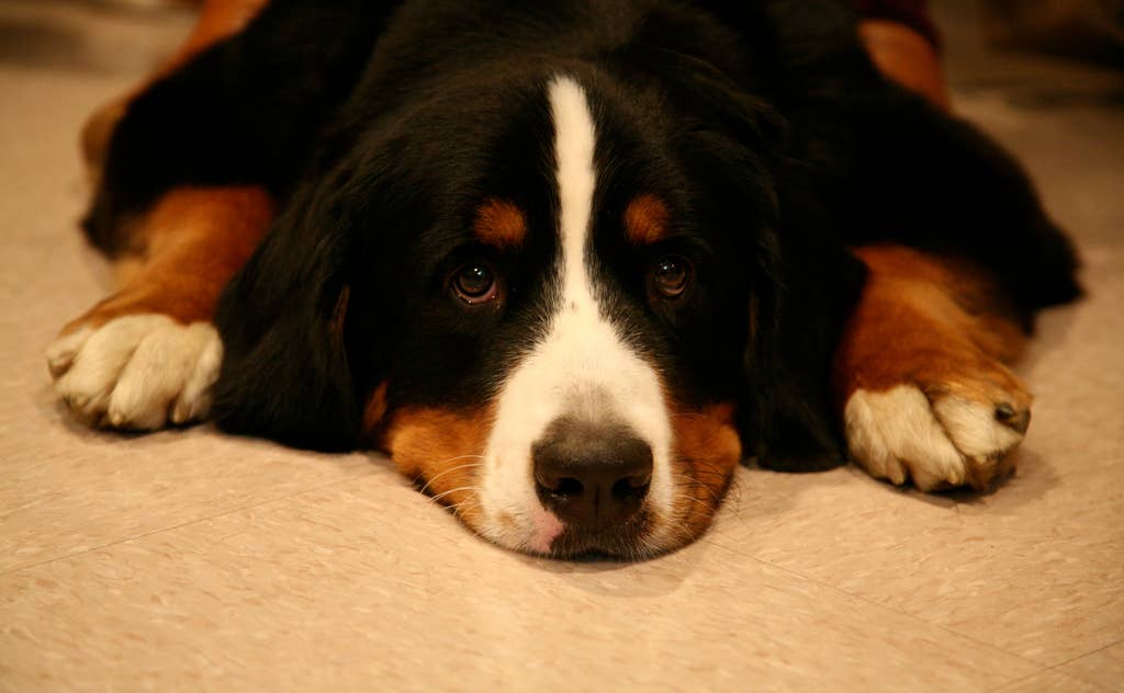 A Guide to Intussusception in Dogs and Puppies