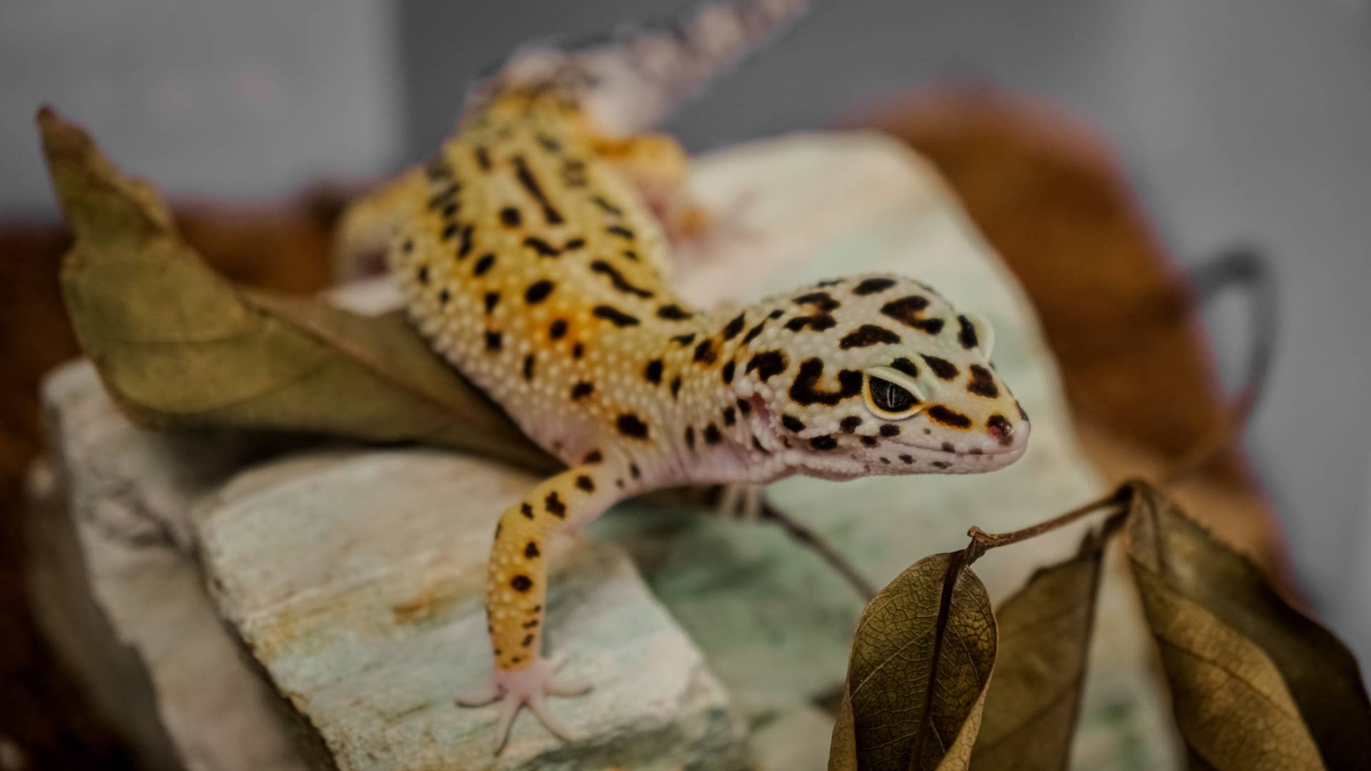 Leopard Gecko Eating Crickets Leopard Gecko Killing Cricket Stock