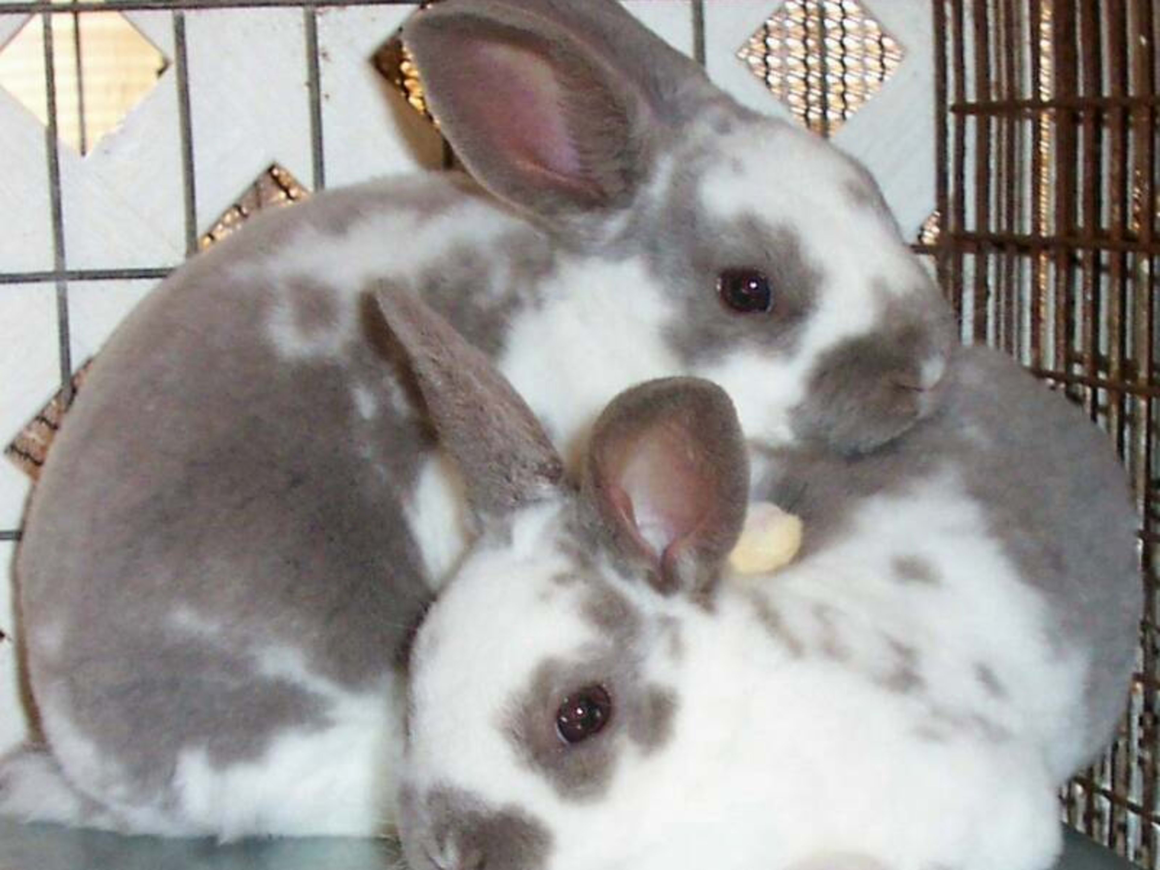 The Rex Rabbit: Bunny Breed Guide - PetHelpful