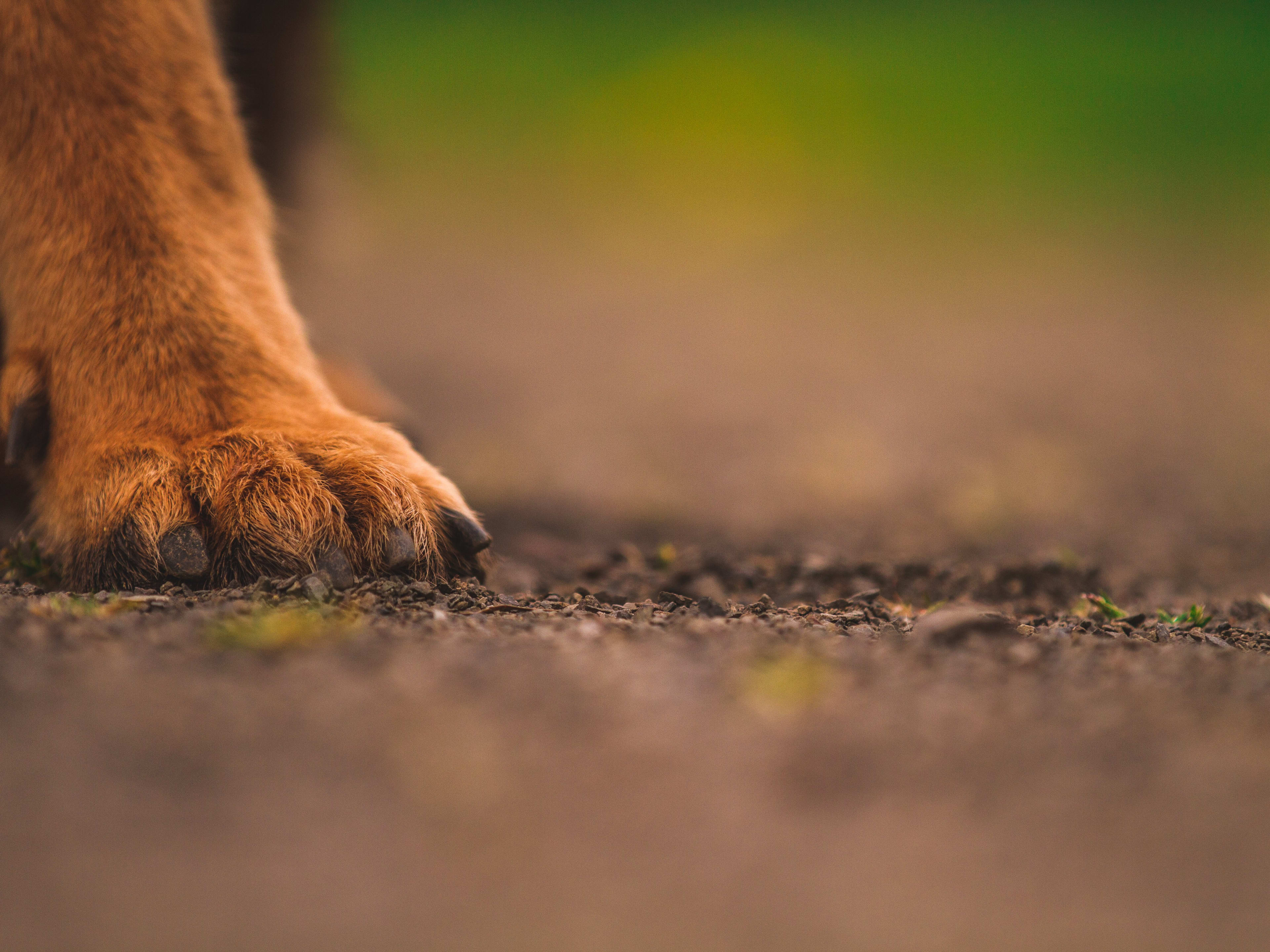 Why Do Some Dogs Have Extra Claws on Their Hind Feet?