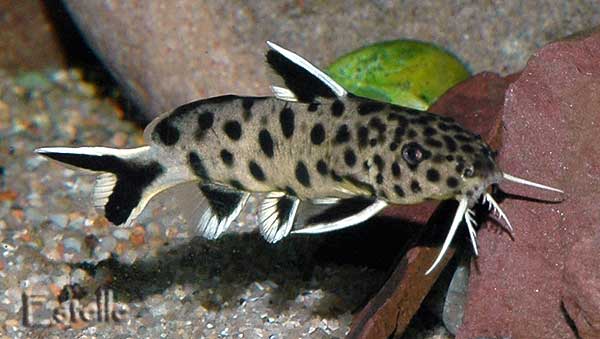 Aquarium Spotted Catfish