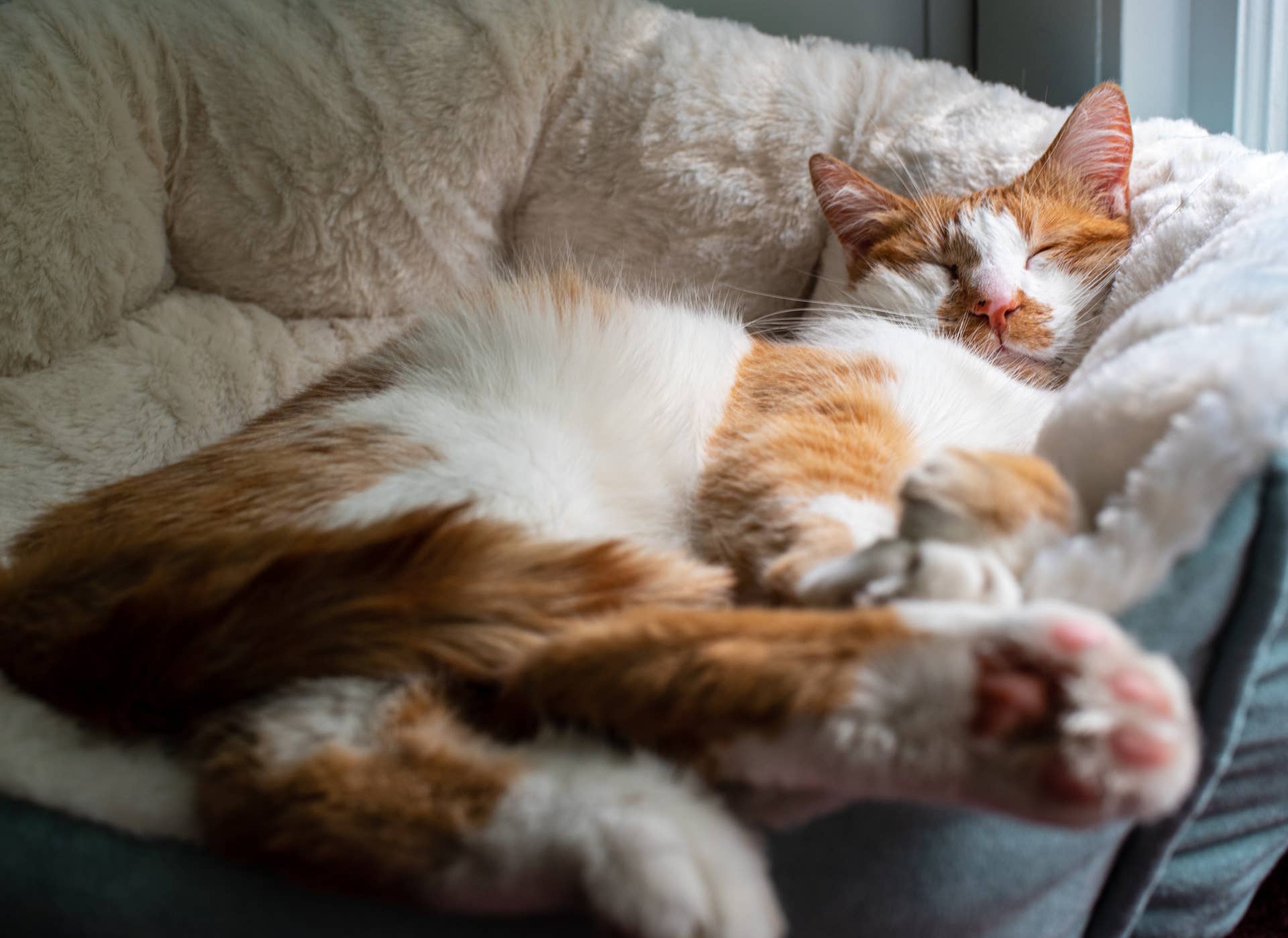 How to Deal With an Adolescent Indoor Cat