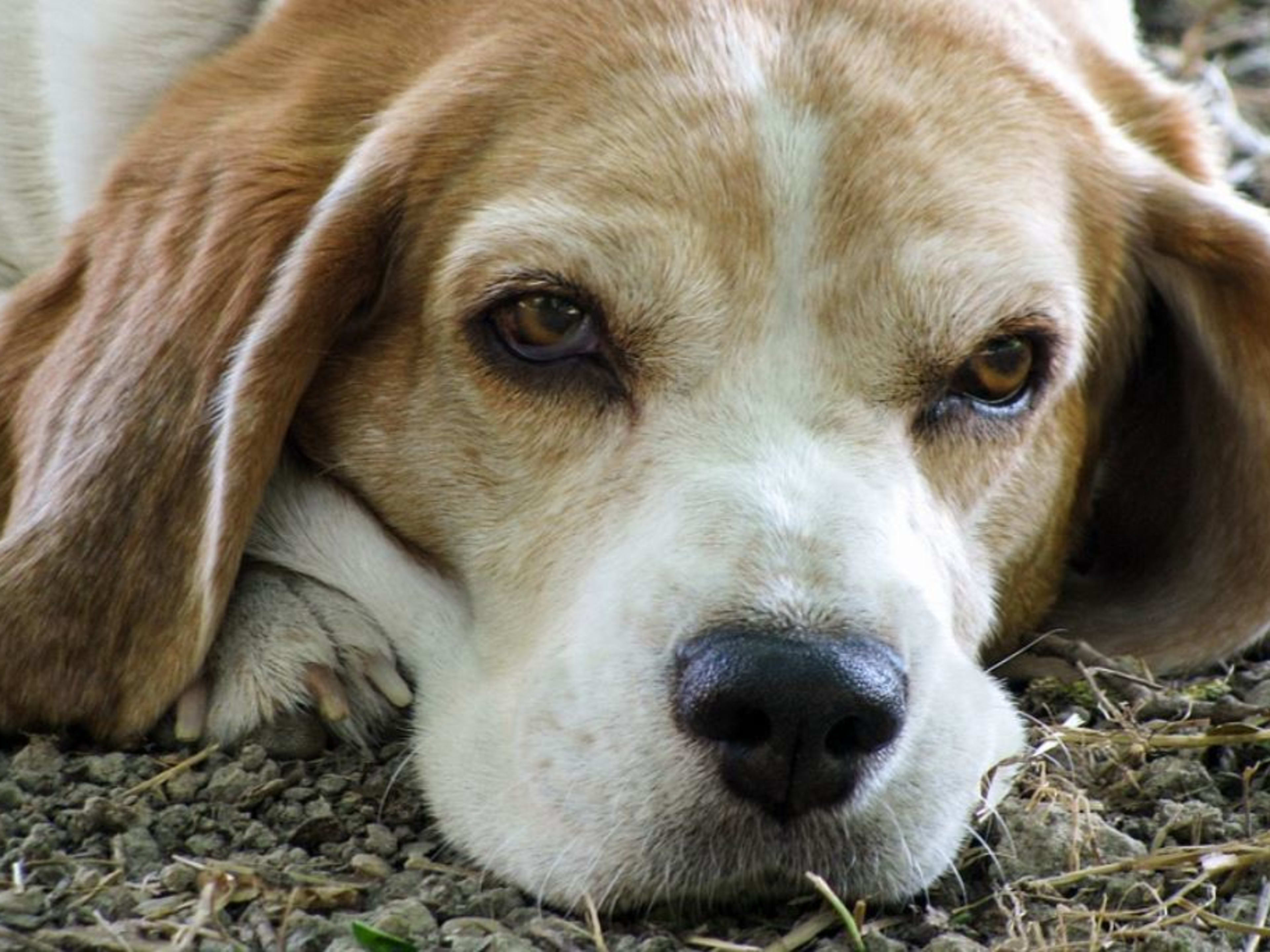 Understanding the 3 Stages of a Dog's Birthing Process - PetHelpful