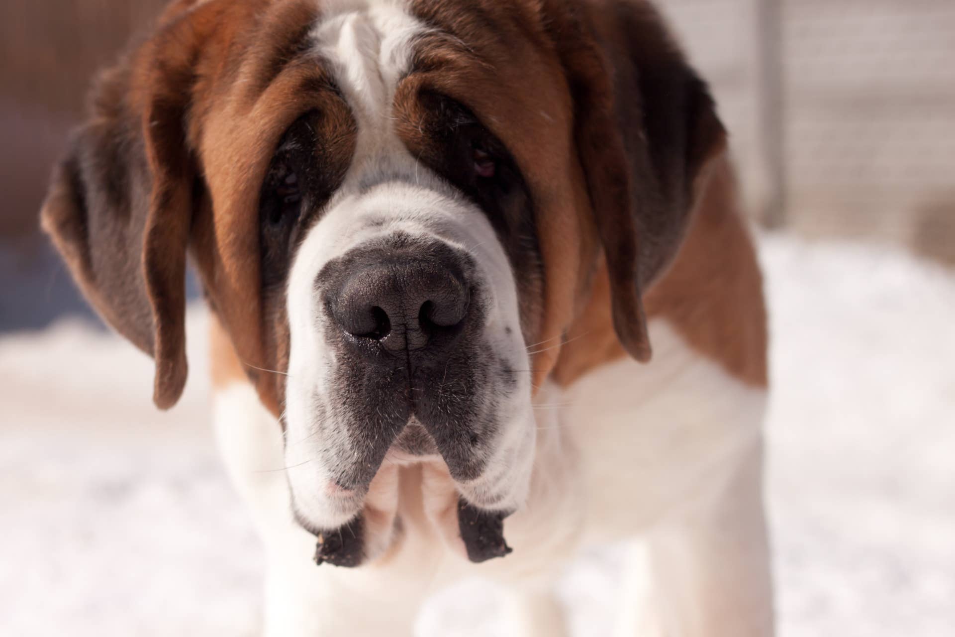 Saint Bernard