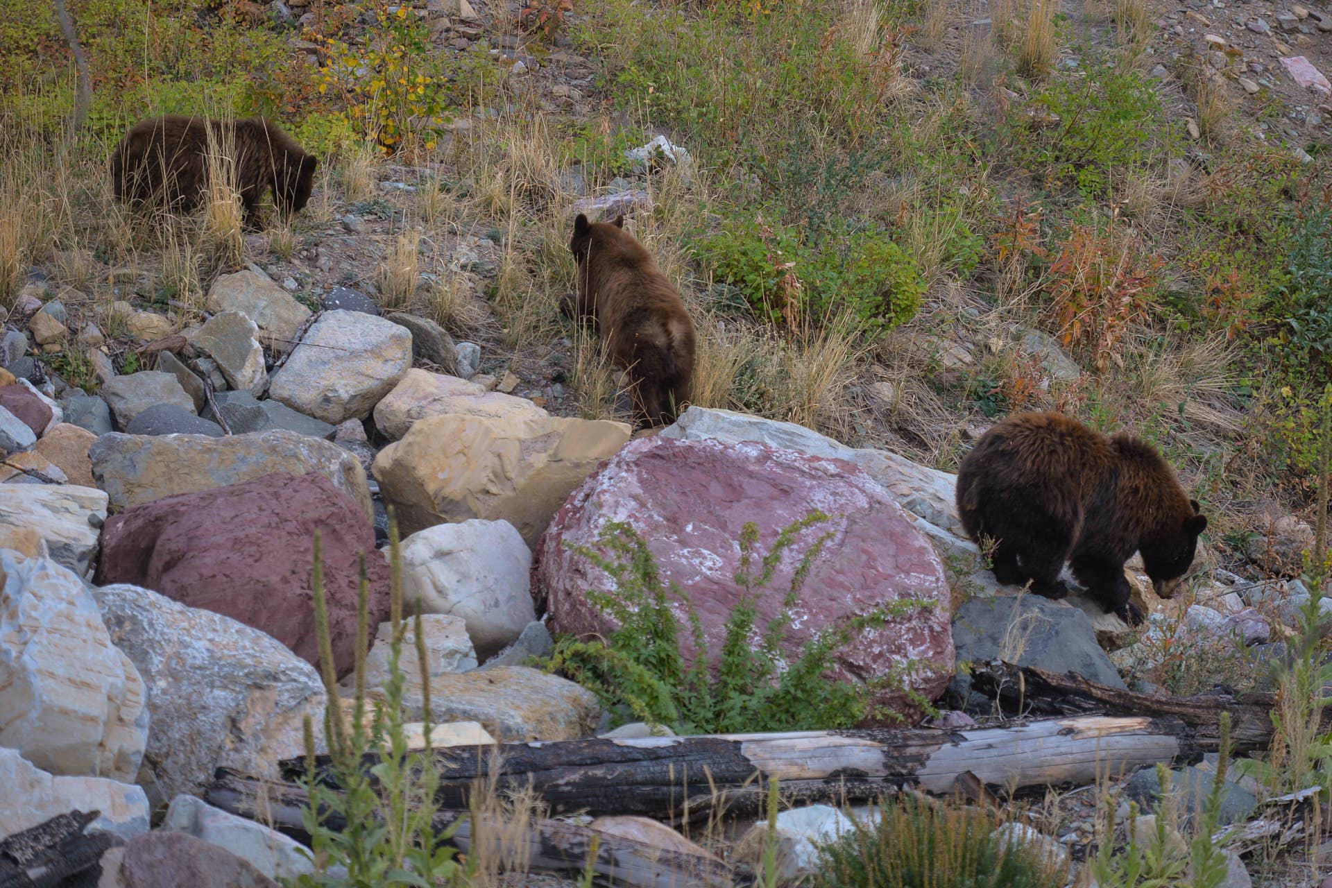 Bear Cubs