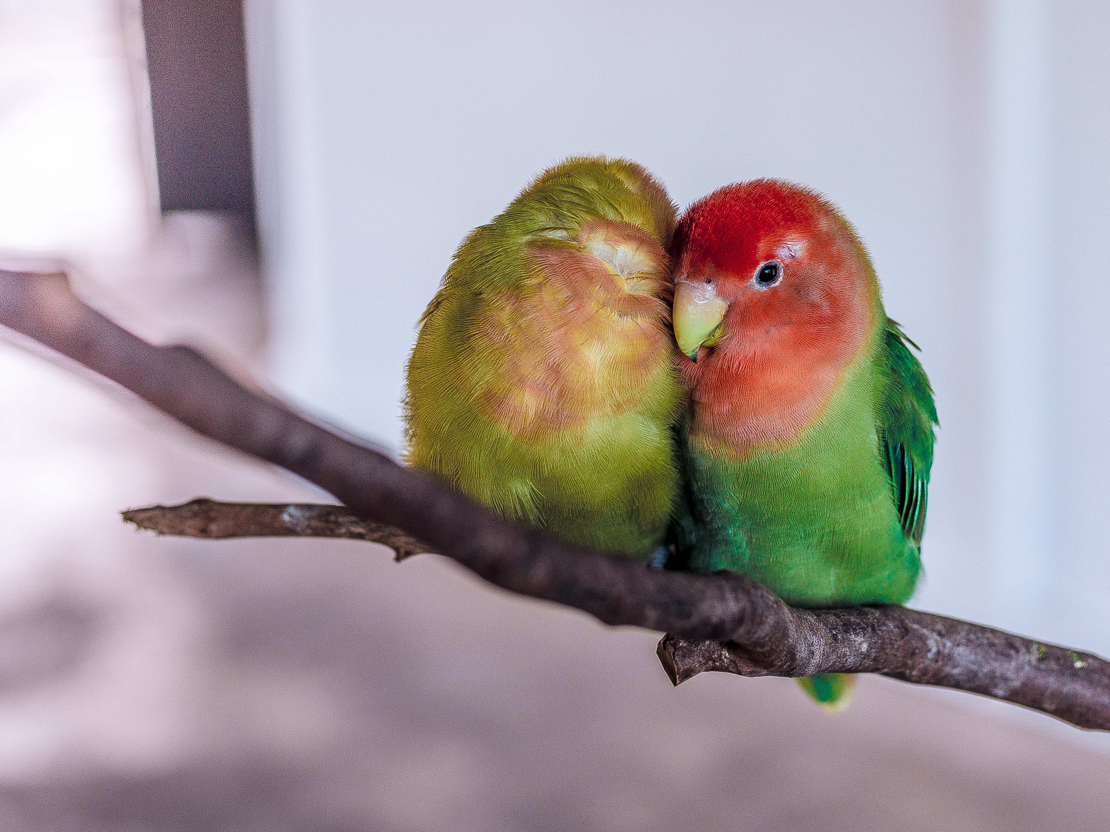 Caring for Newborn Lovebirds