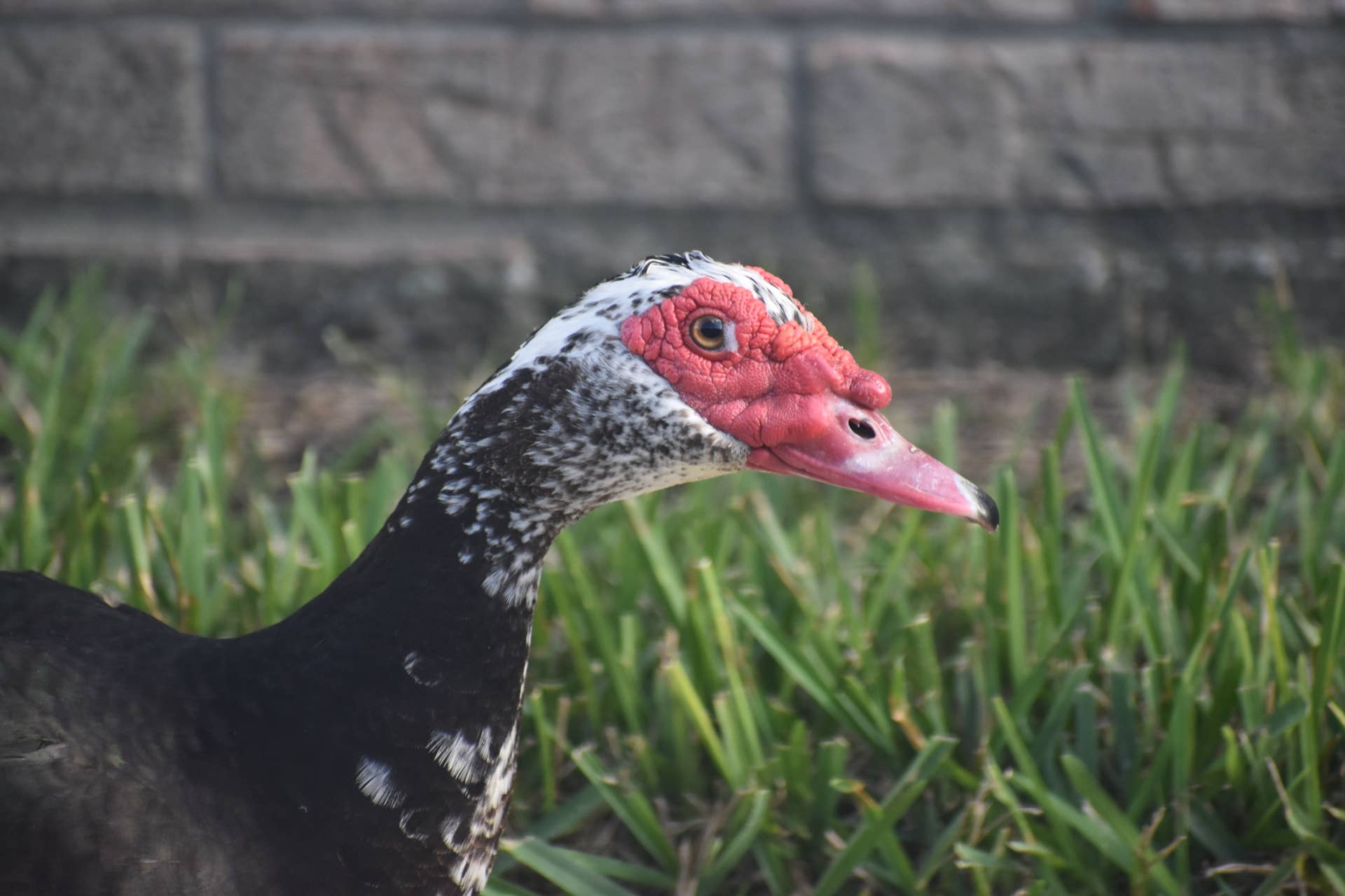Muscovy Duck