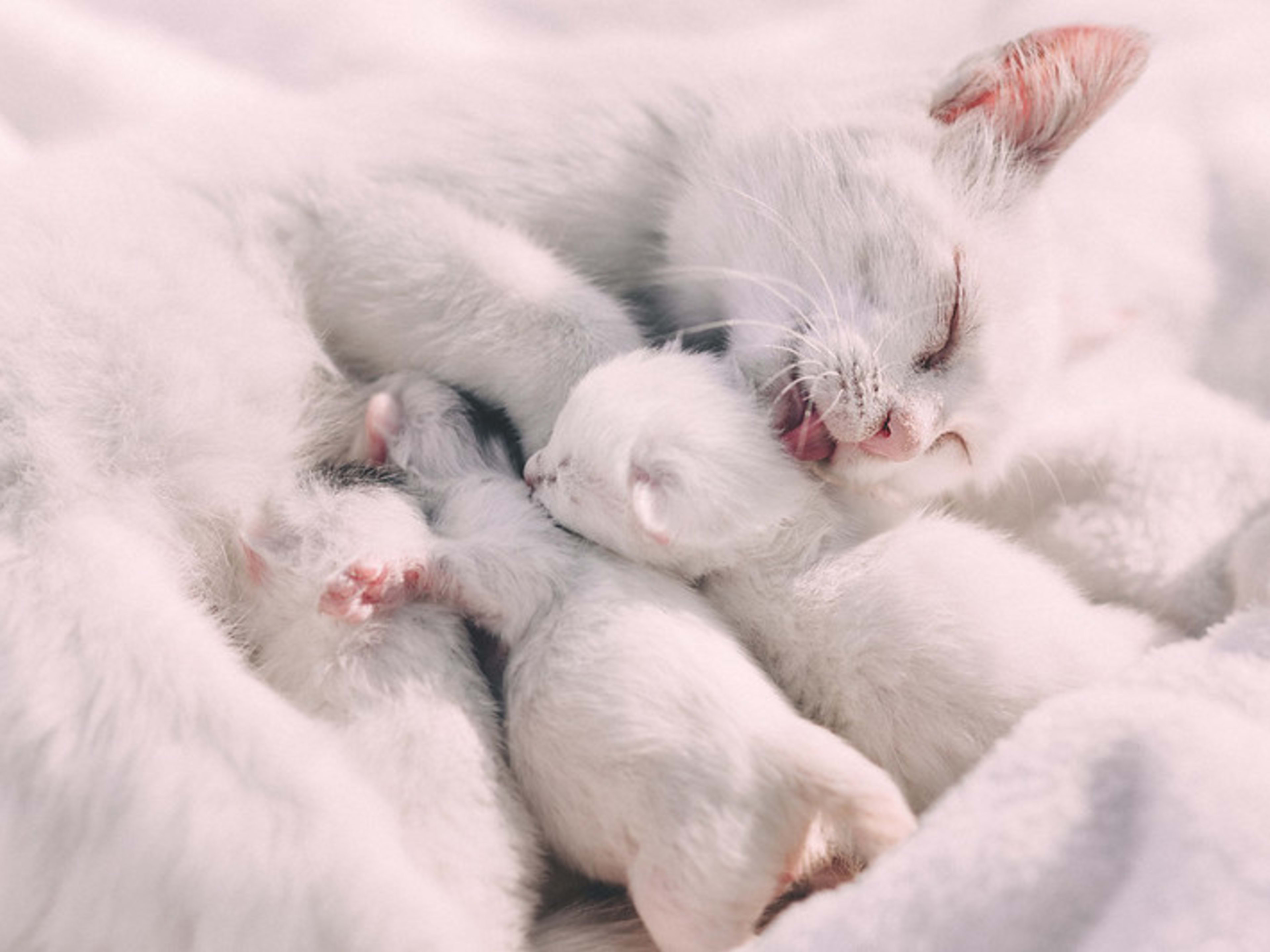 The Best Methods of Birth Control for Your Cat - PetHelpful