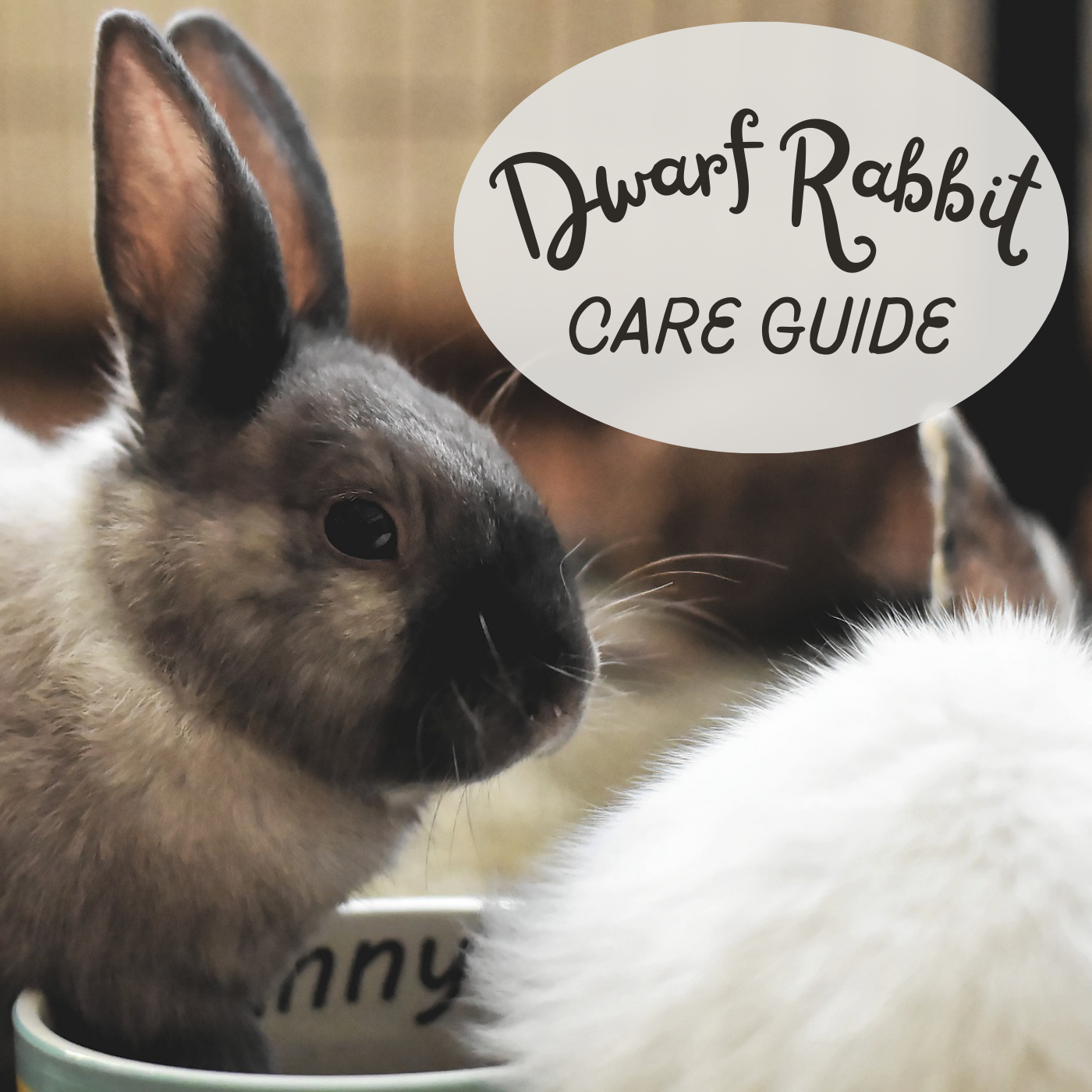 Dwarf Rabbit Full Grown Lops Are Mellow And Other Myths Rabbit.org