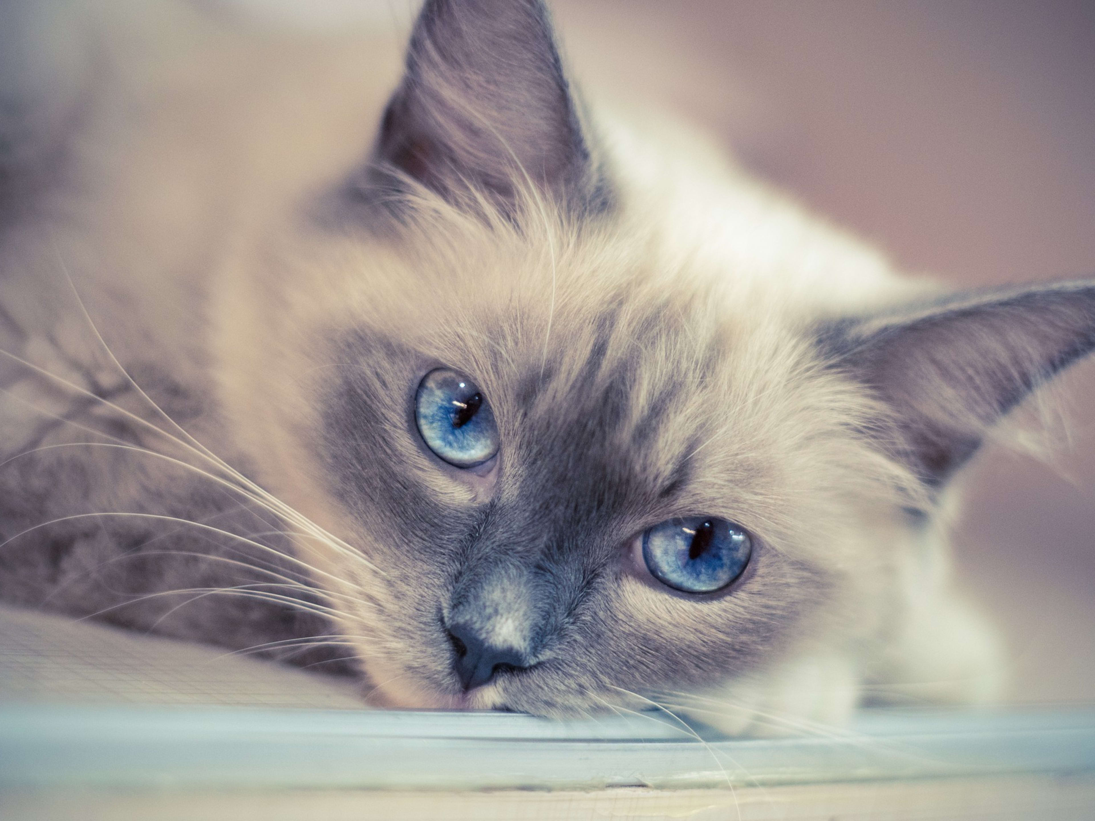 Grey Ragdoll Cat