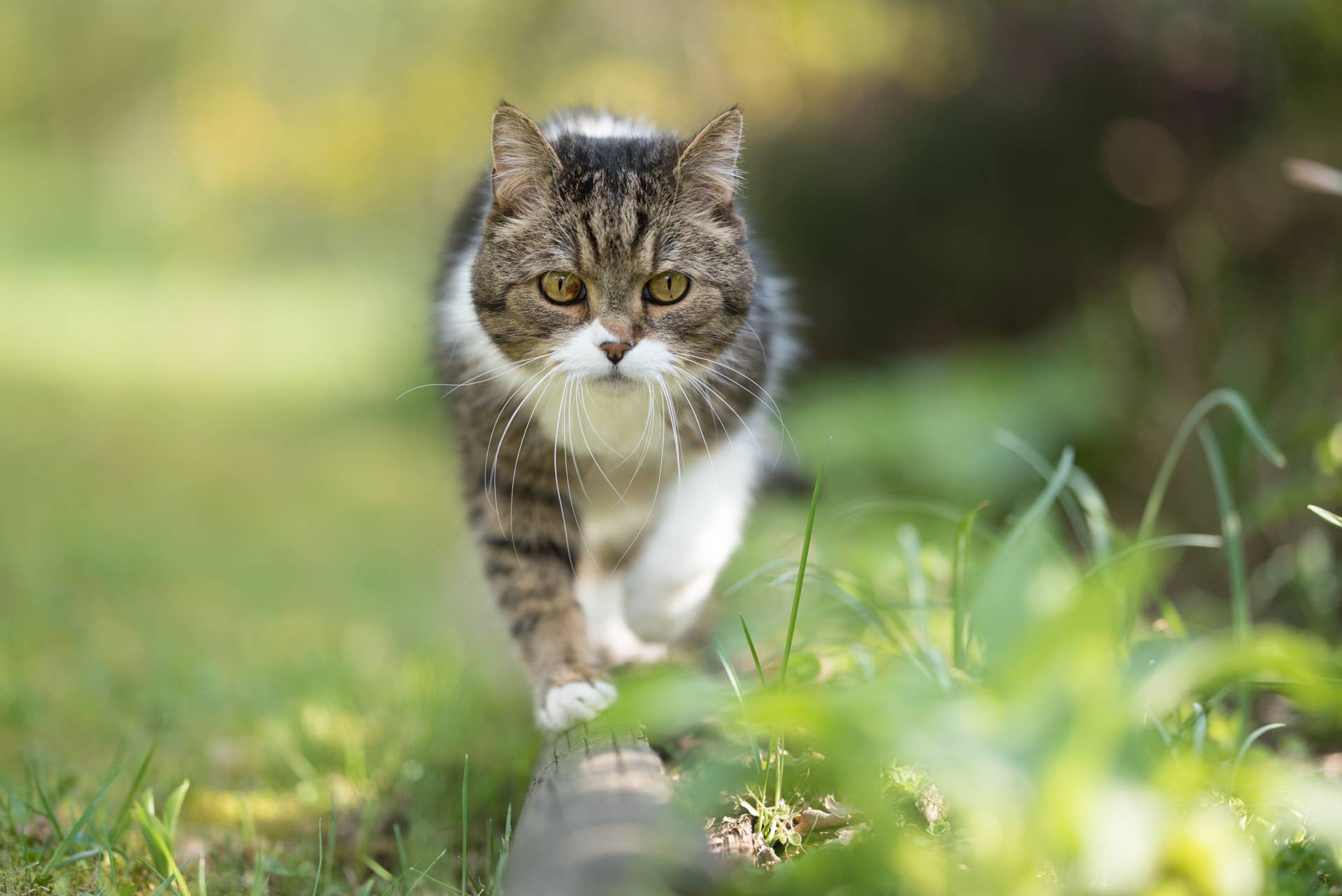 Tabby Cat