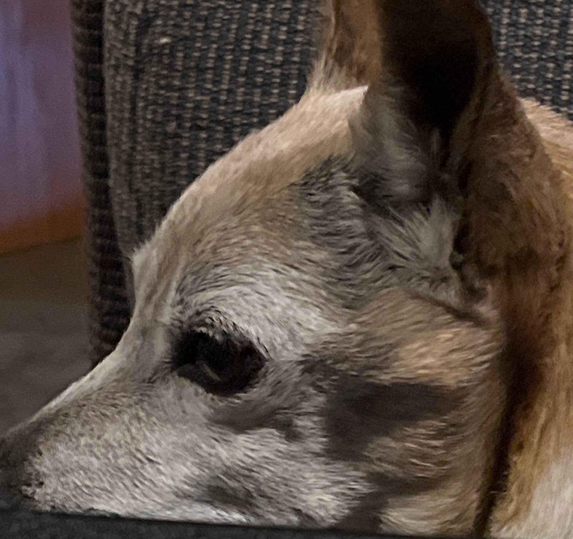 Dog Issues Questions