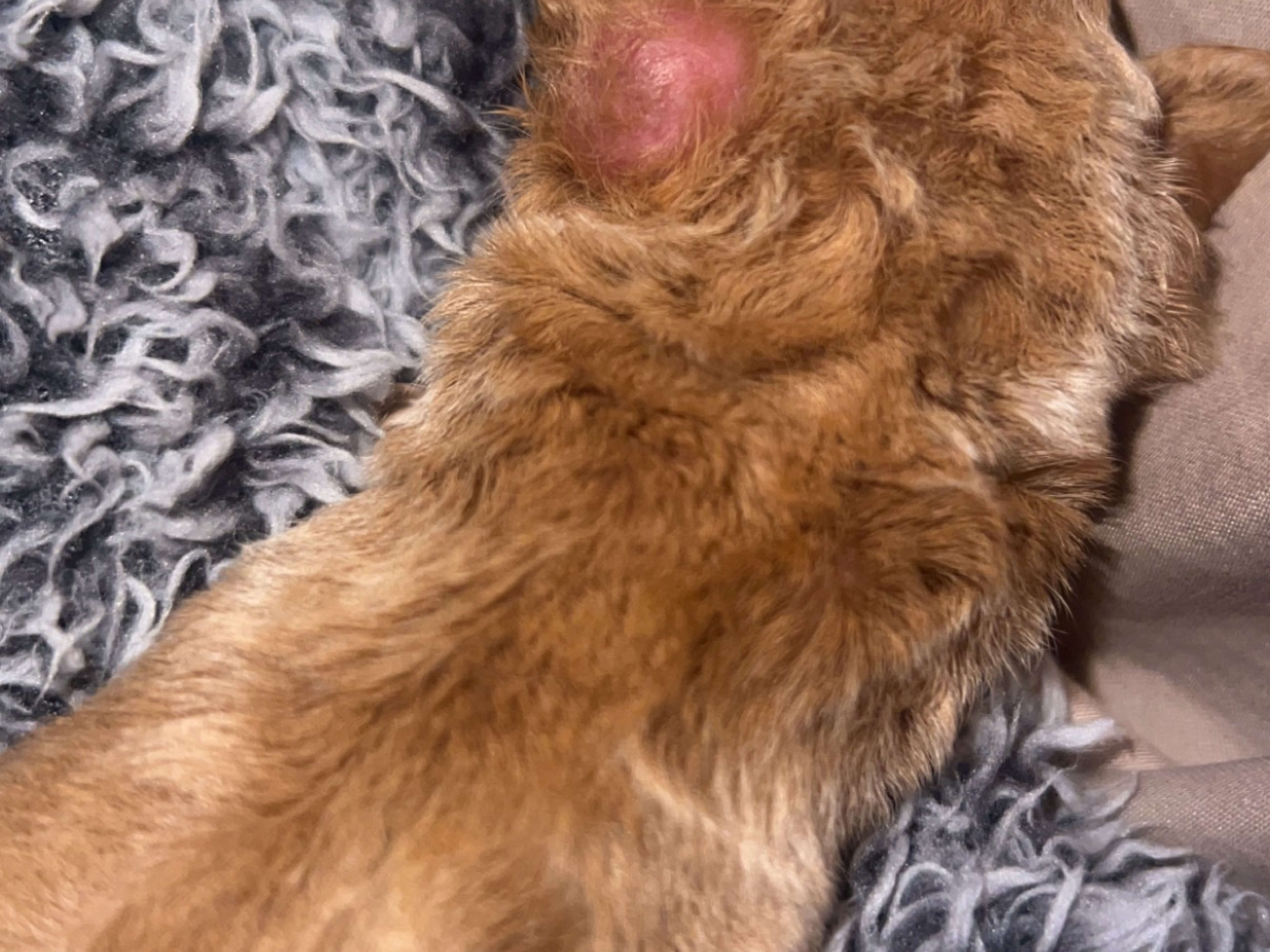 Lumps in dogs ears store