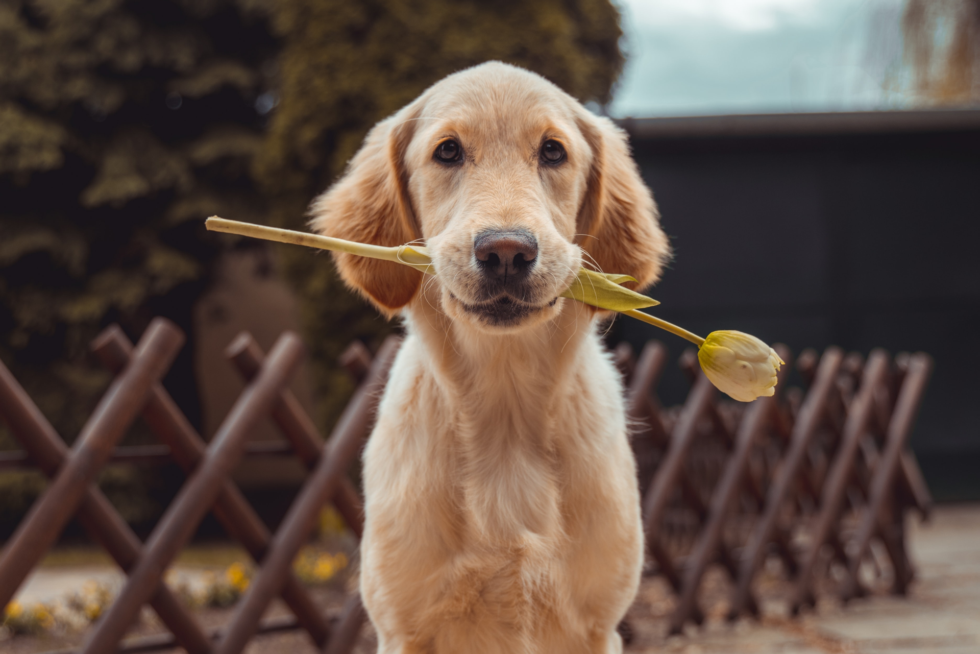 Best Dog Friend Wallpapers