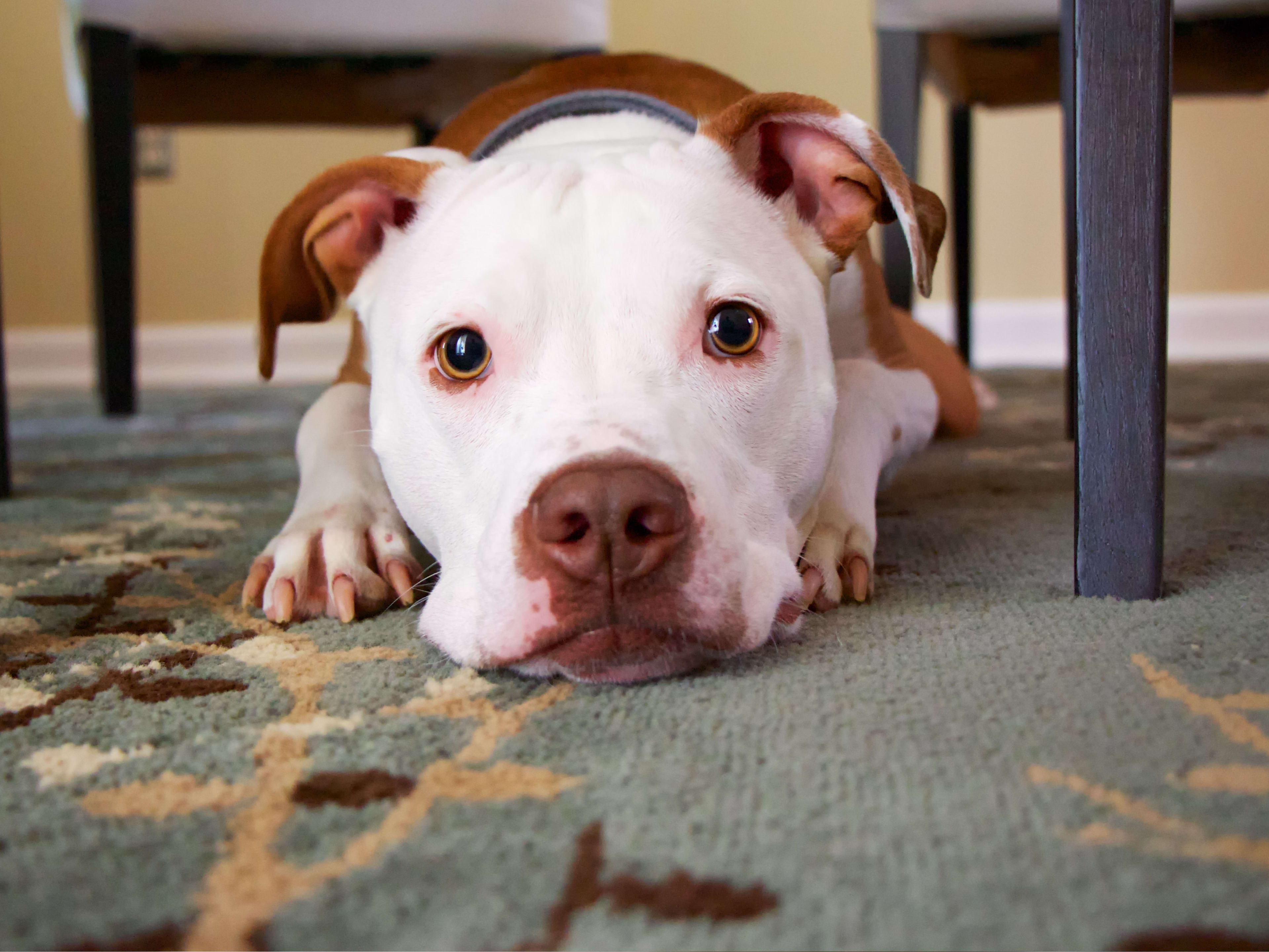 13 Causes of Black Diarrhea in Dogs - PetHelpful