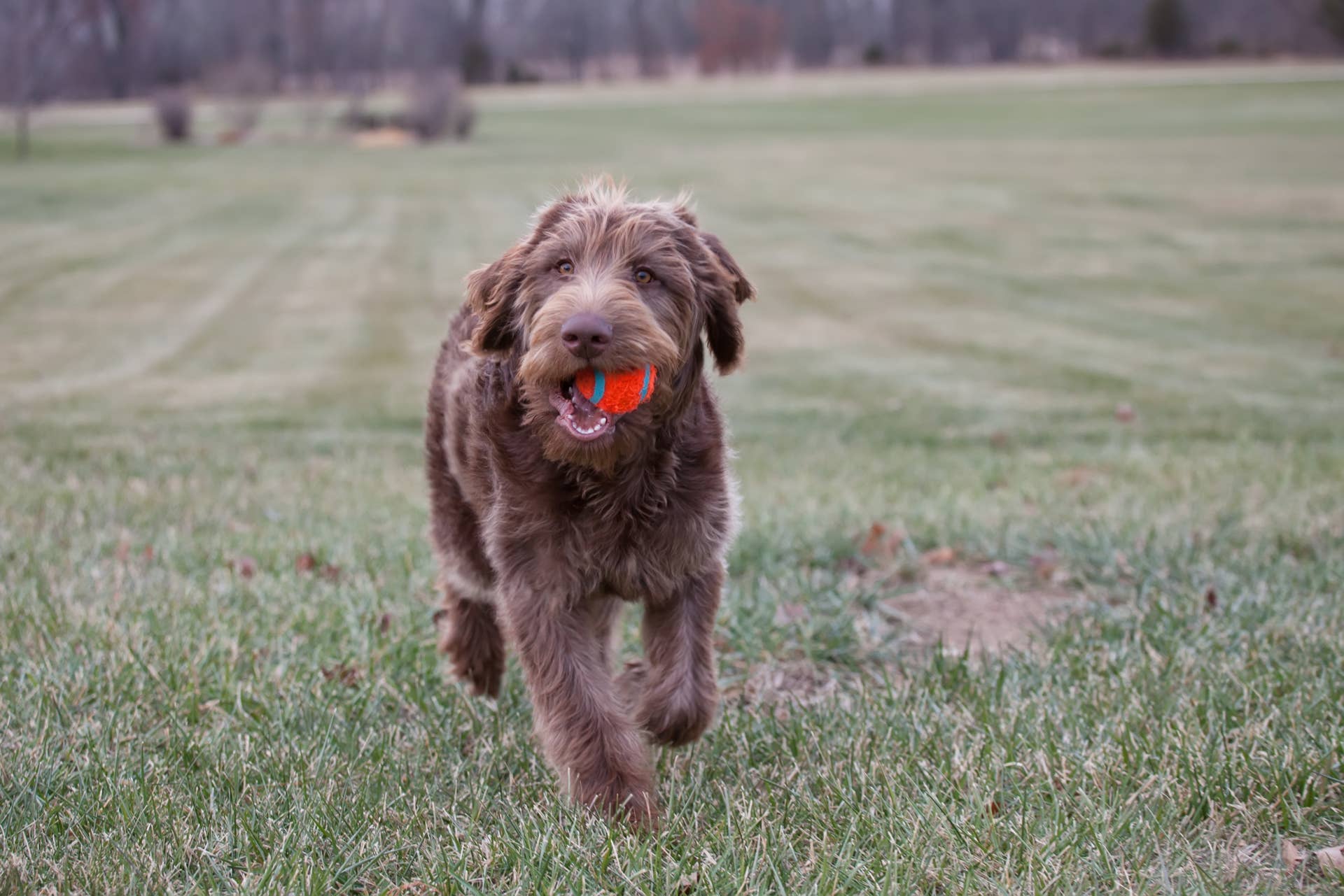 Oodles of Doodles: The Best Poodle-Mixed Dog Breeds