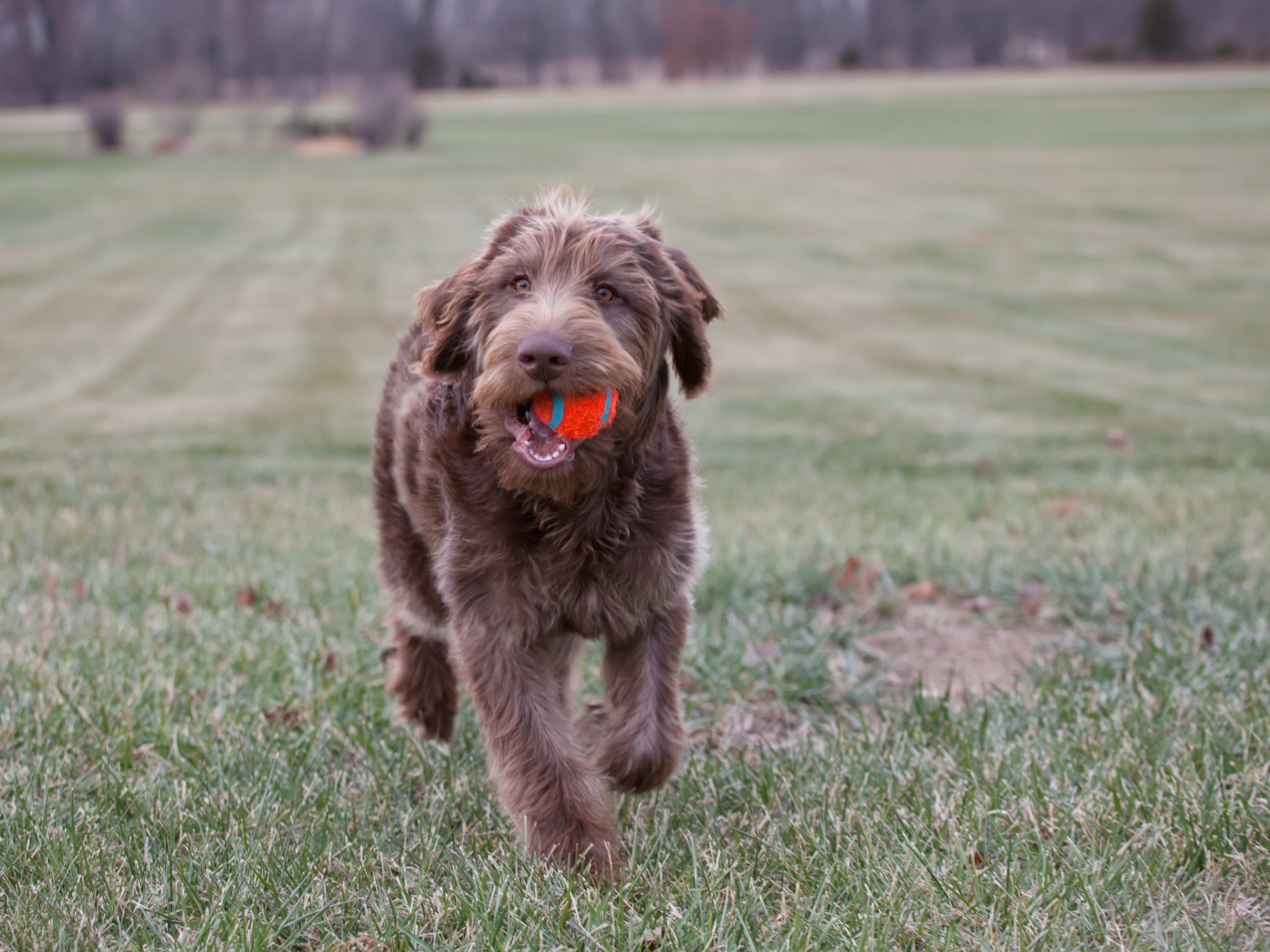 Large dog breeds that dont shed store