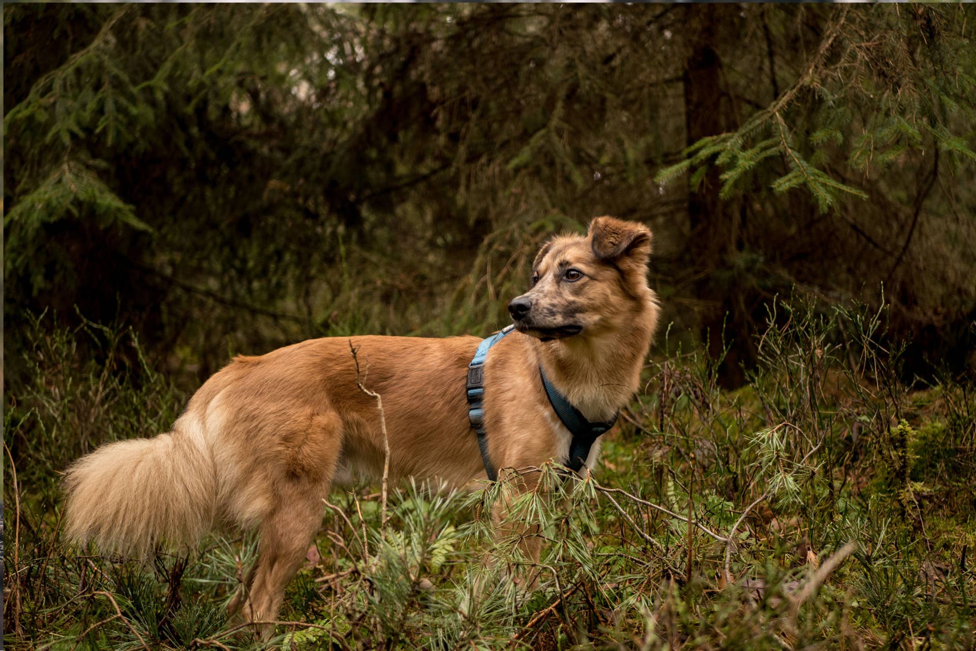 How to Train Your Dog to Hike/Walk Off-Leash