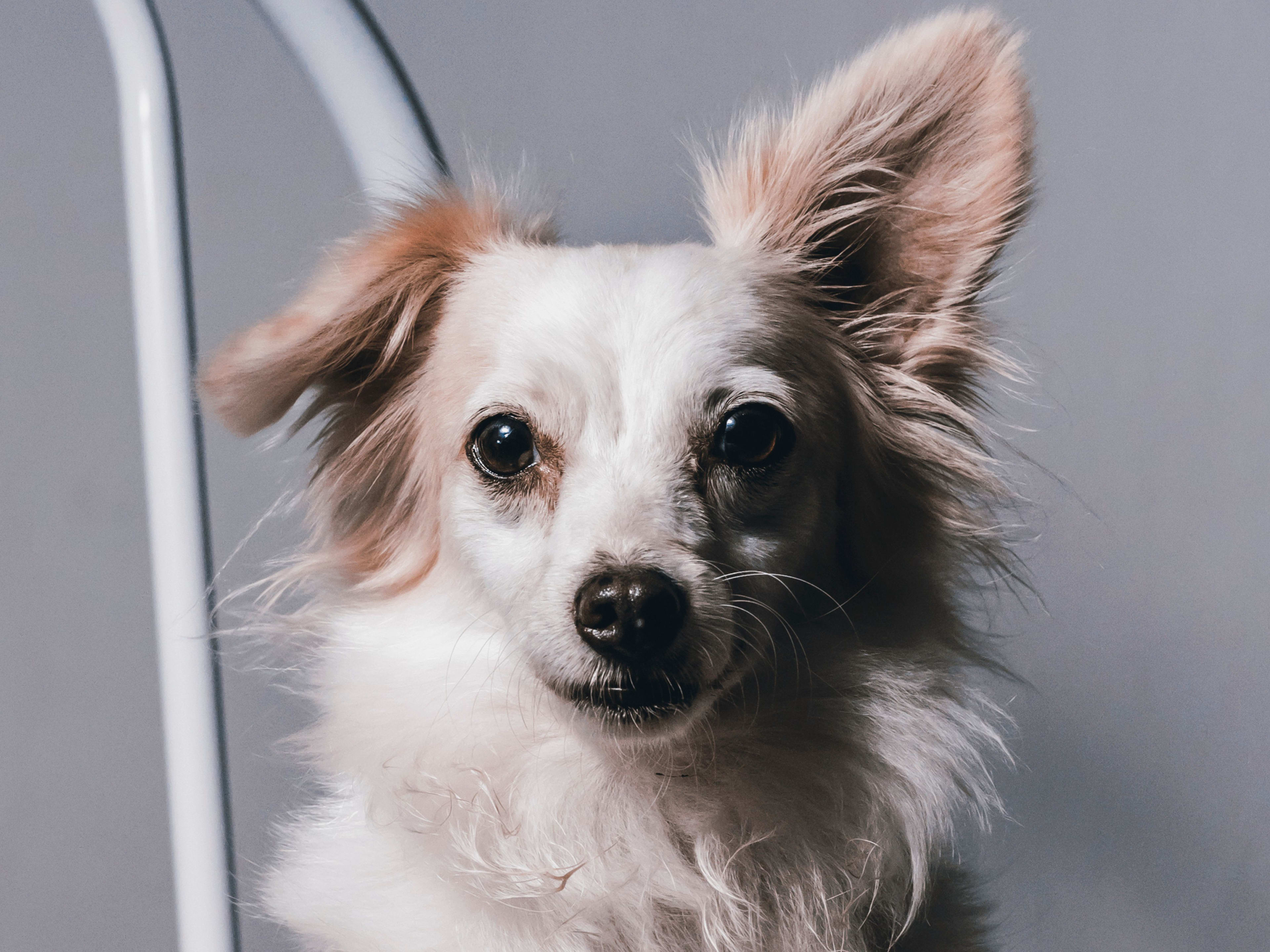 15 Names for Your Dog Based on Greek Mythology