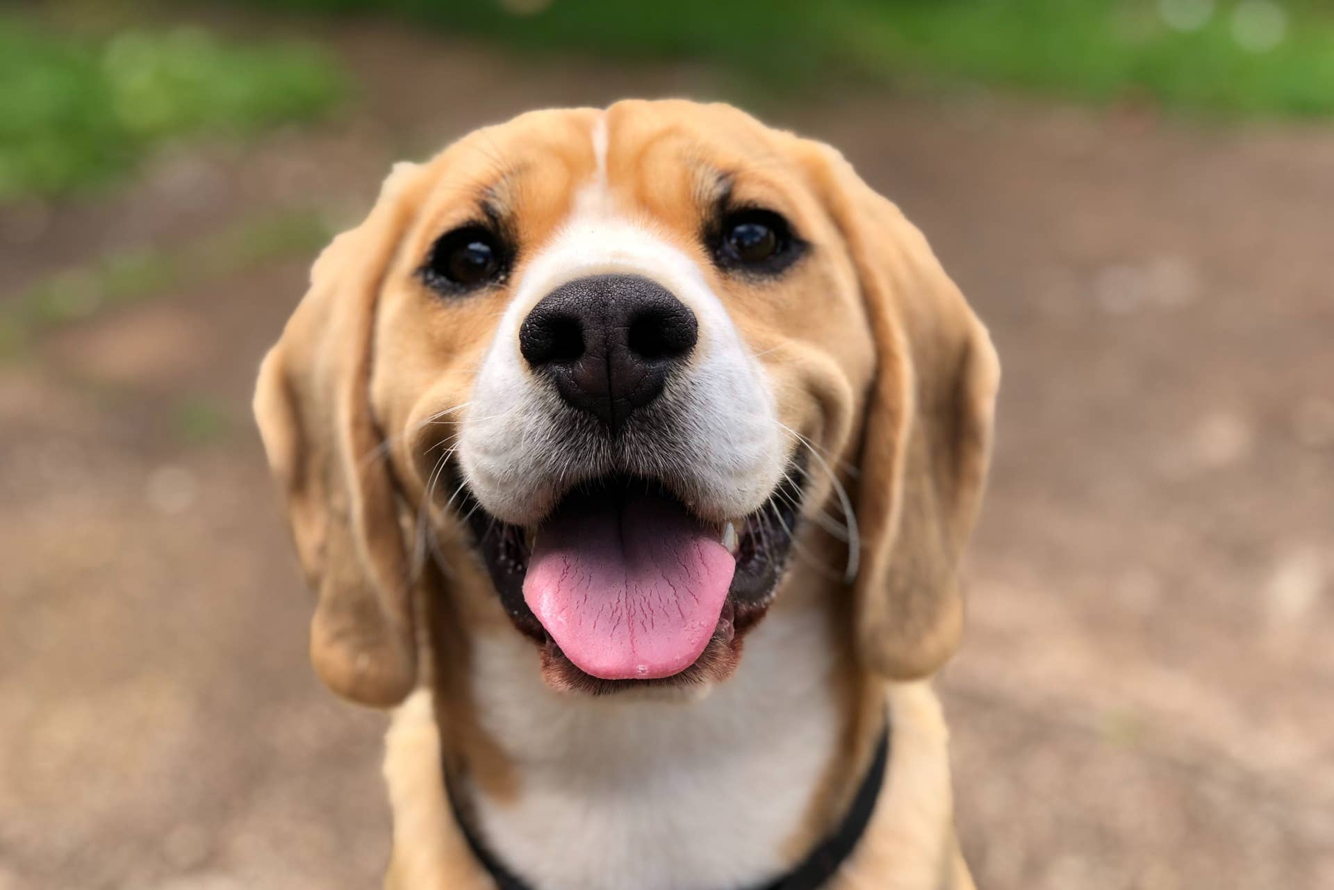 How to Train Your Dog With Hand Signals: Sit, Stay, and More
