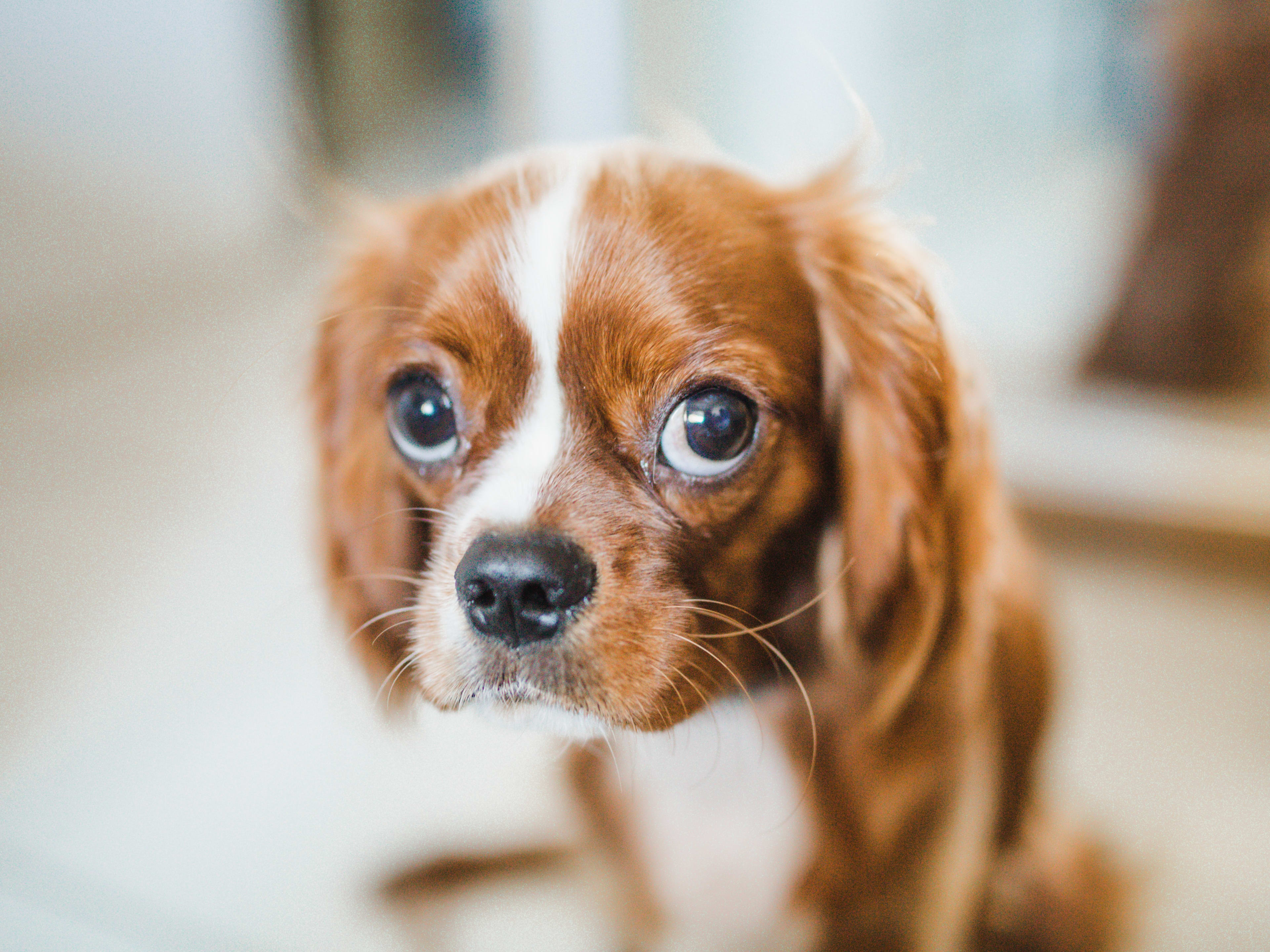 7 Serious Reasons Your Dogs Eyes Are Red and Inflamed and What to Do ...
