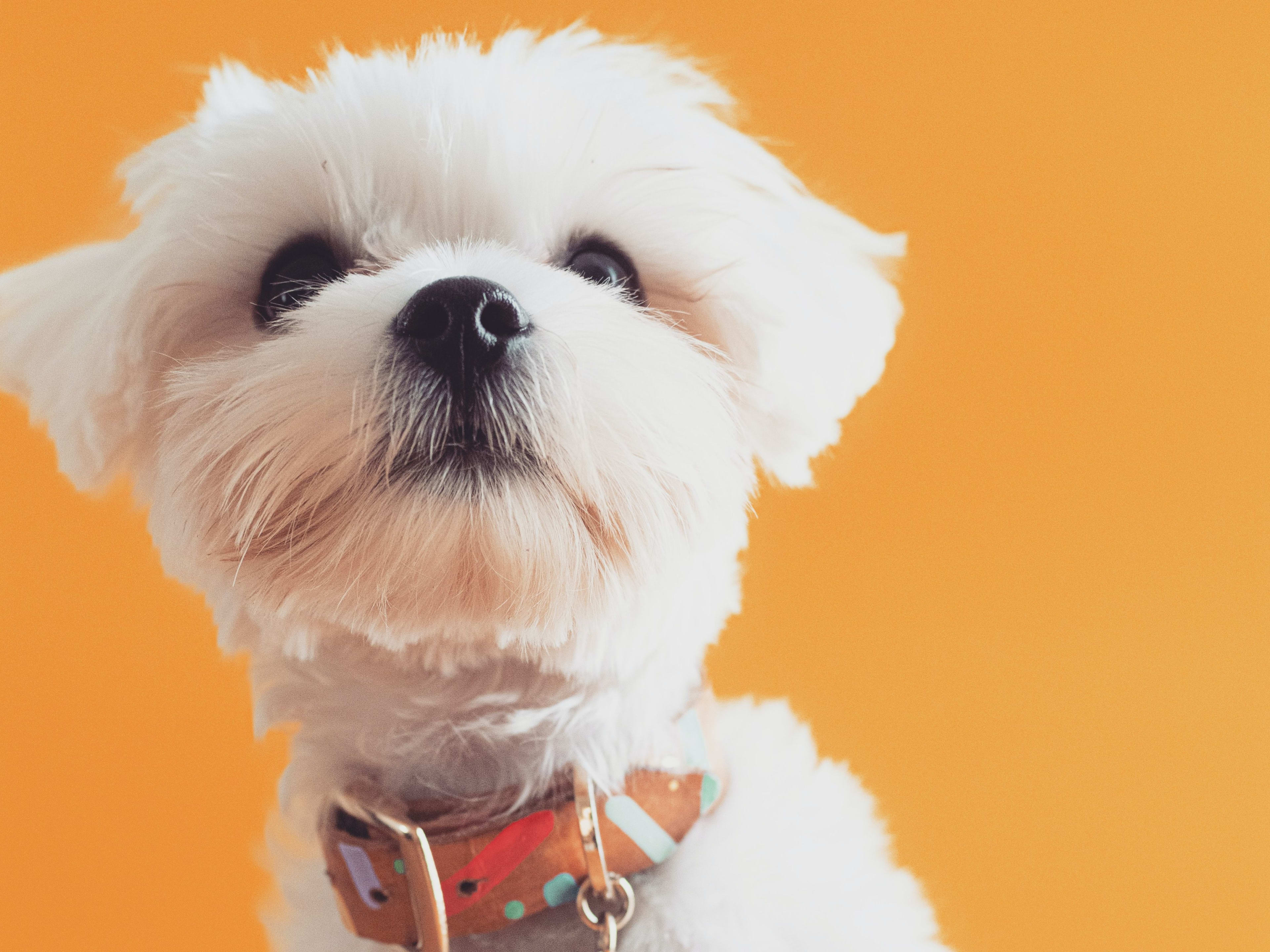 Cutest Dog In The World Breed