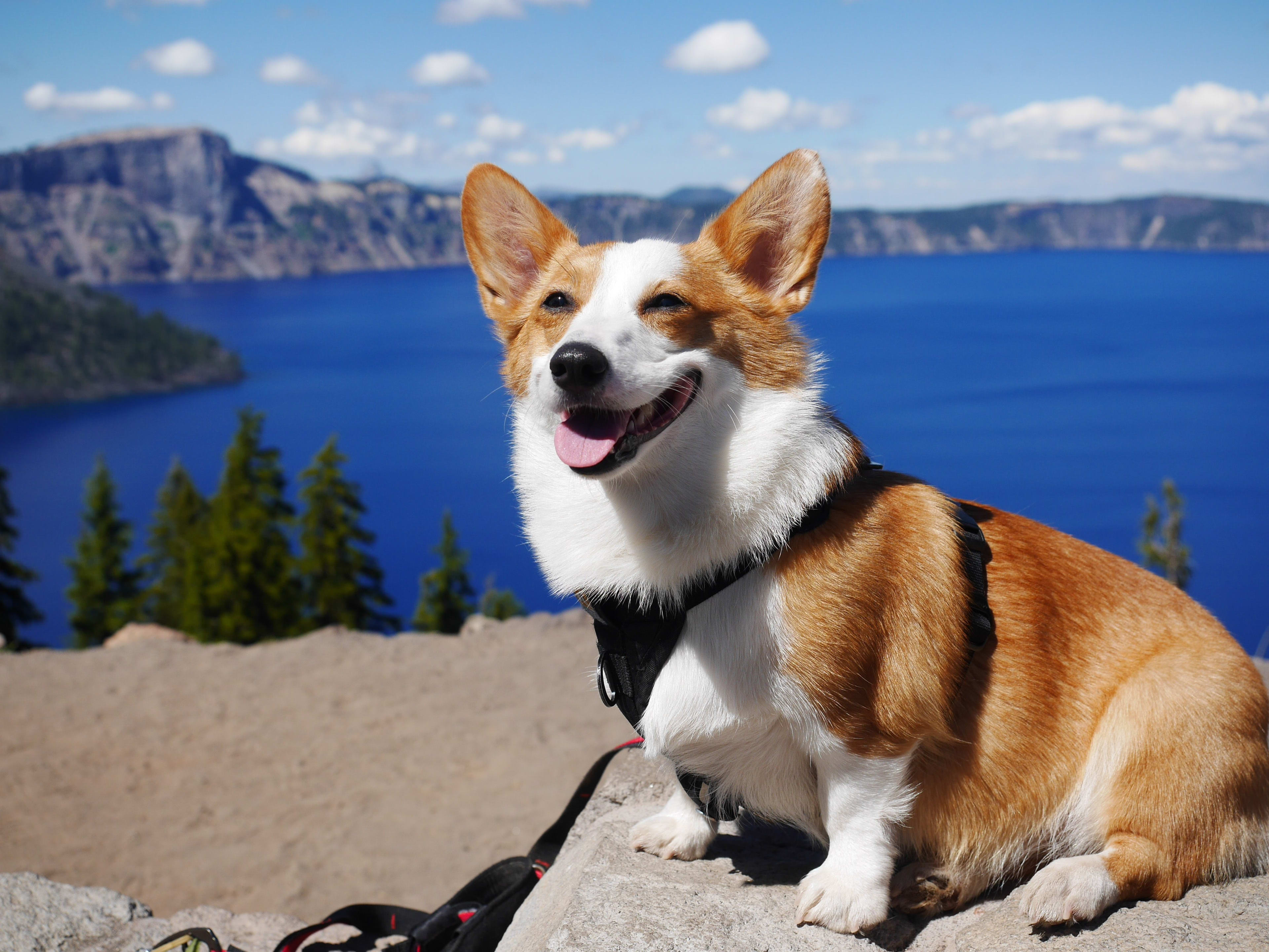Welsh Corgi Breed Information: What You Really Need to Know - PetHelpful
