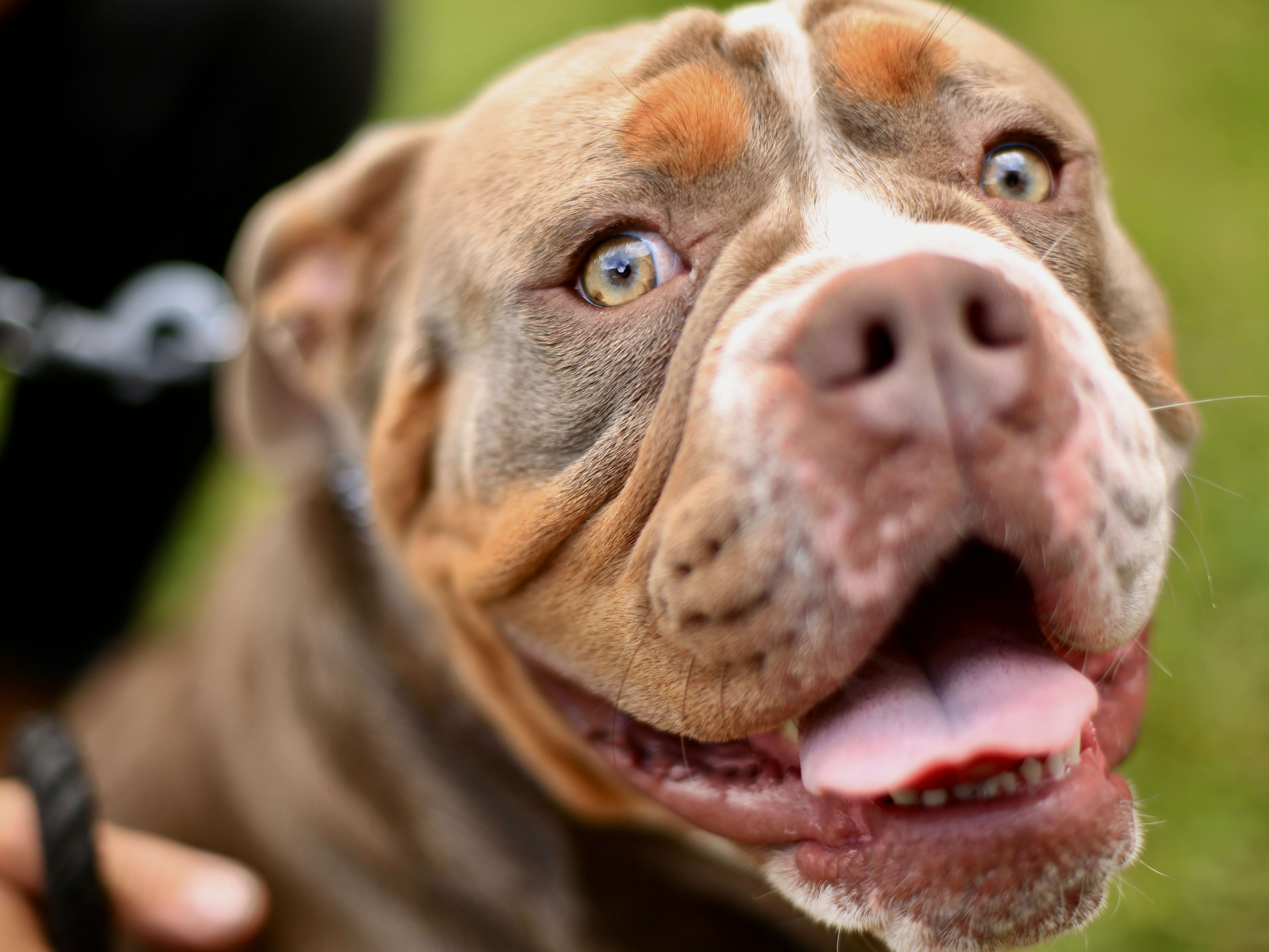 Top 10 Banned Dog Breeds In The World - Infoupdate.org