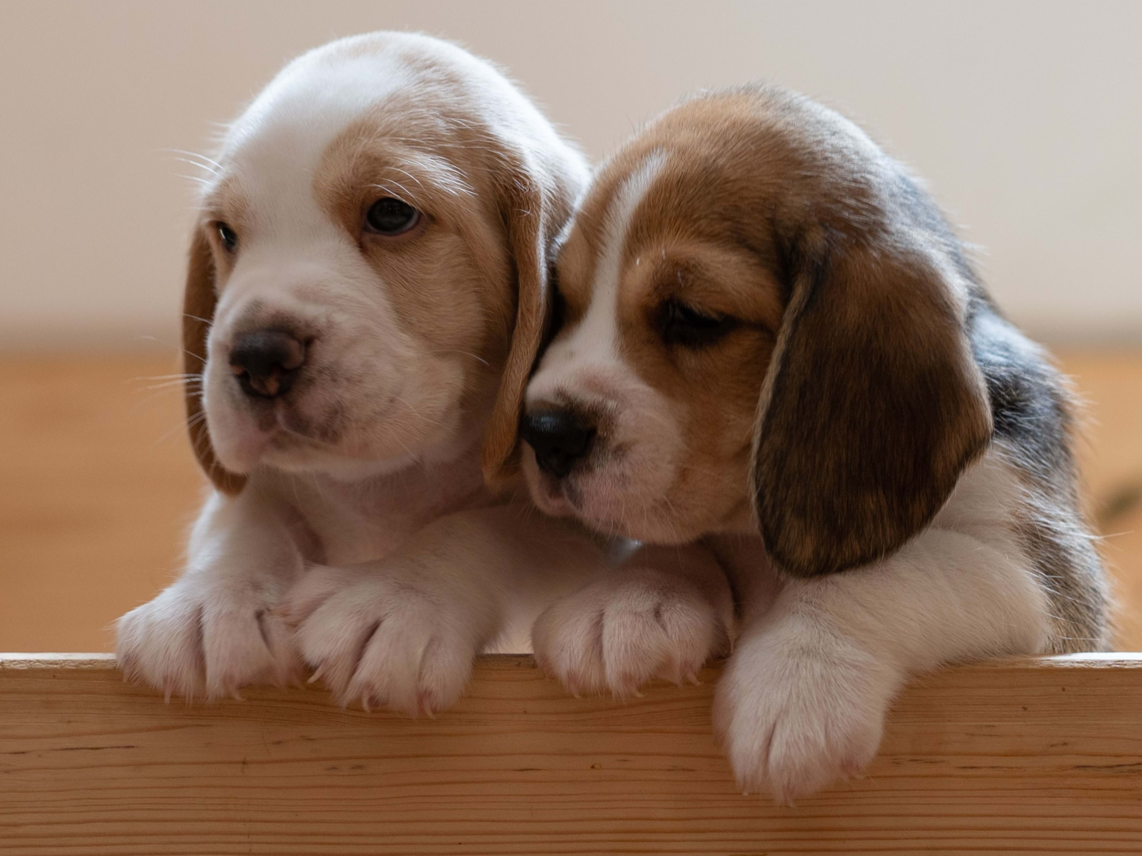 Pros and Cons of Raising Two Littermate Puppies - PetHelpful
