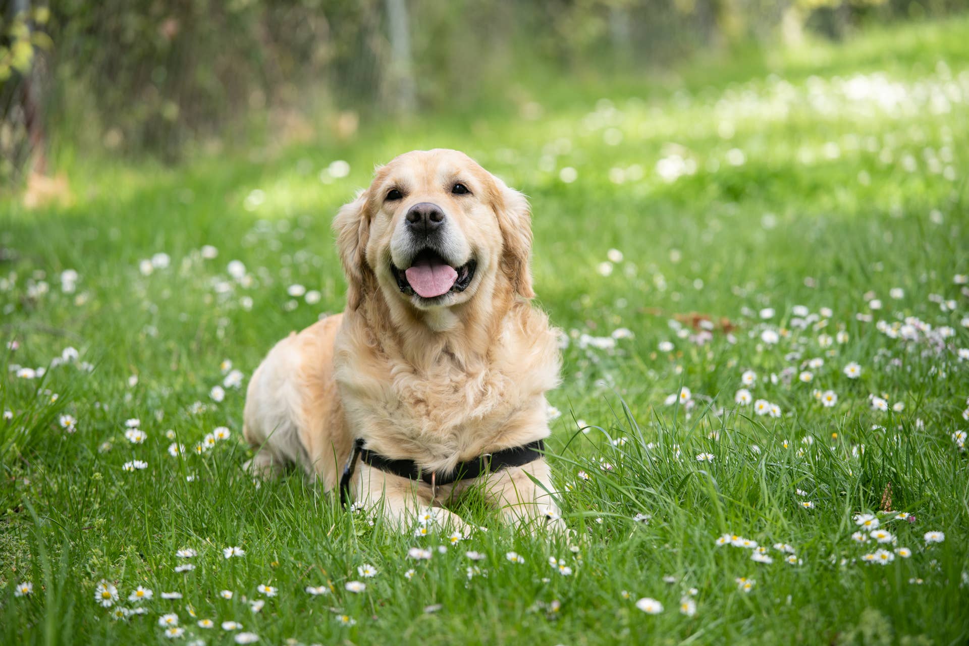 Perro Labrador Retriever Golden Labrador (Goldador) Dog Breed: Info,