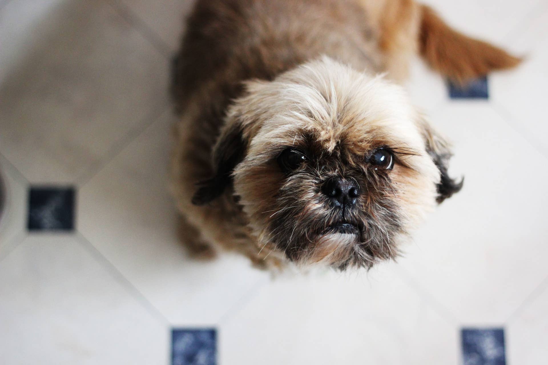 5 Small Dog Breeds That Don't Shed Much