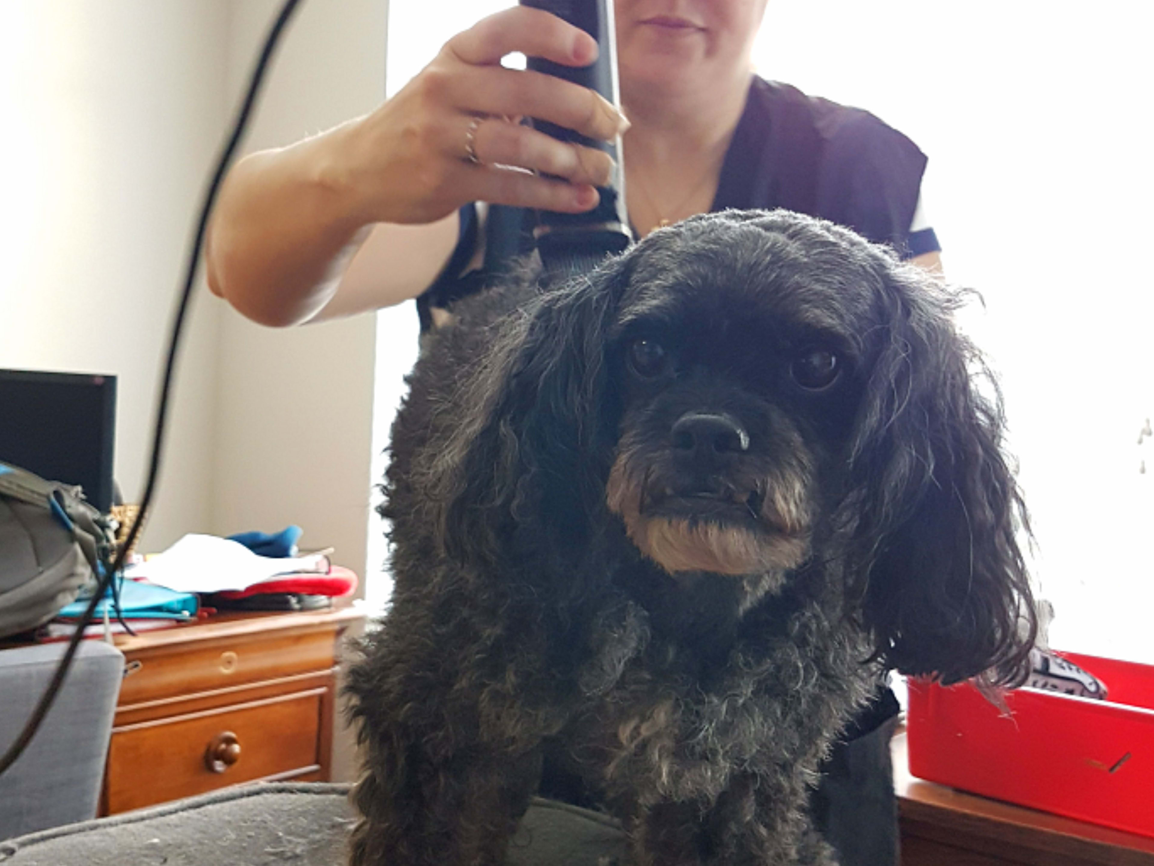 Lessons From a Groomer: Clipper Tips and Tricks - PetHelpful
