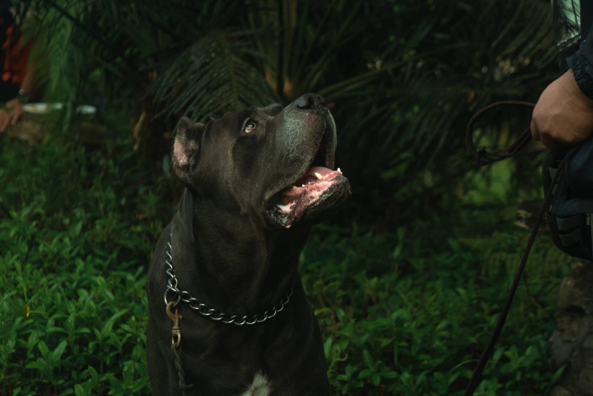 5 Large Dog Breeds That Look and Sound Like Guards