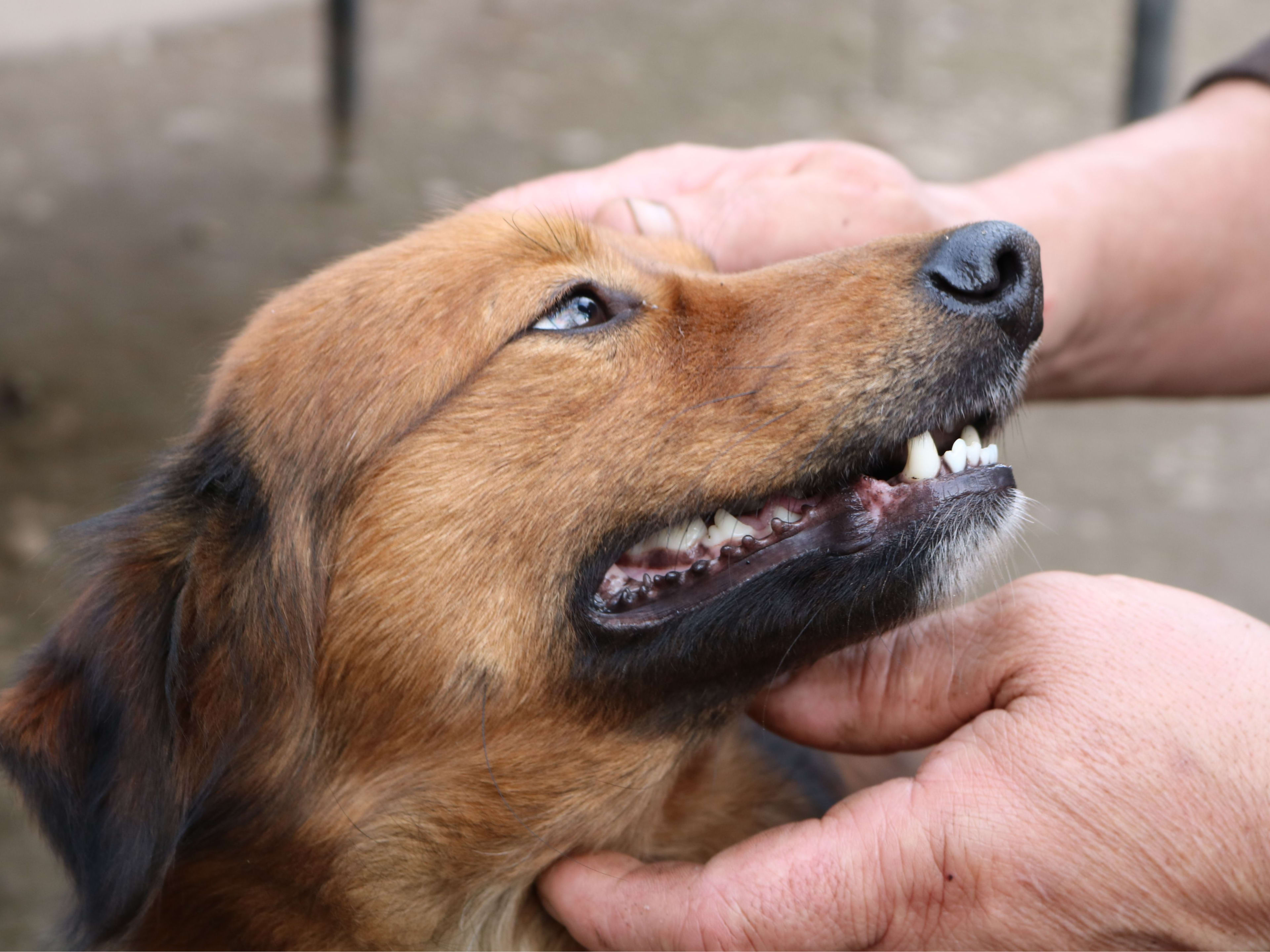 Understanding Puppy Teeth Stages - PetHelpful