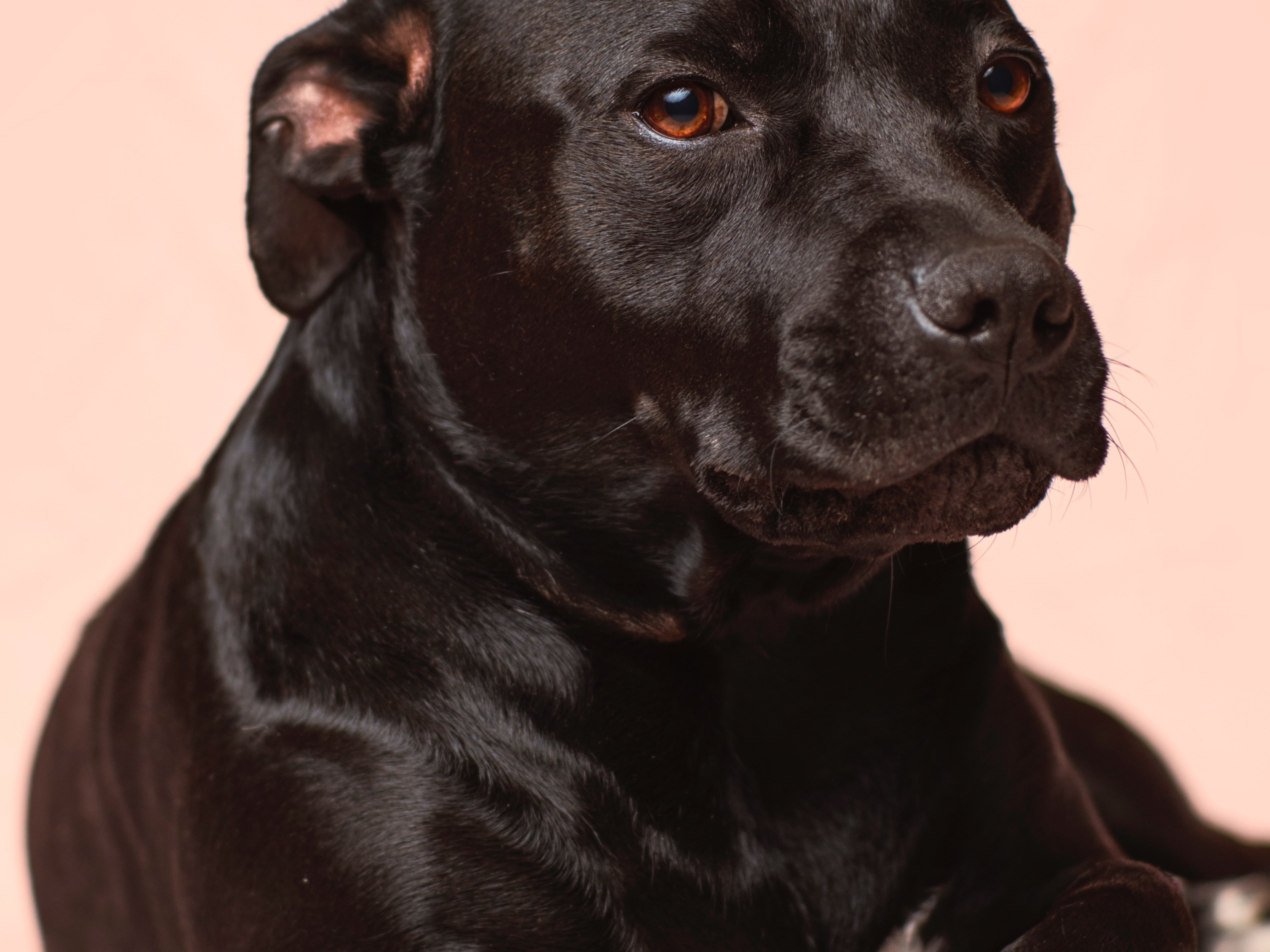 Why Does My Dog Have Swollen or Calloused Elbows? What to Do - PetHelpful