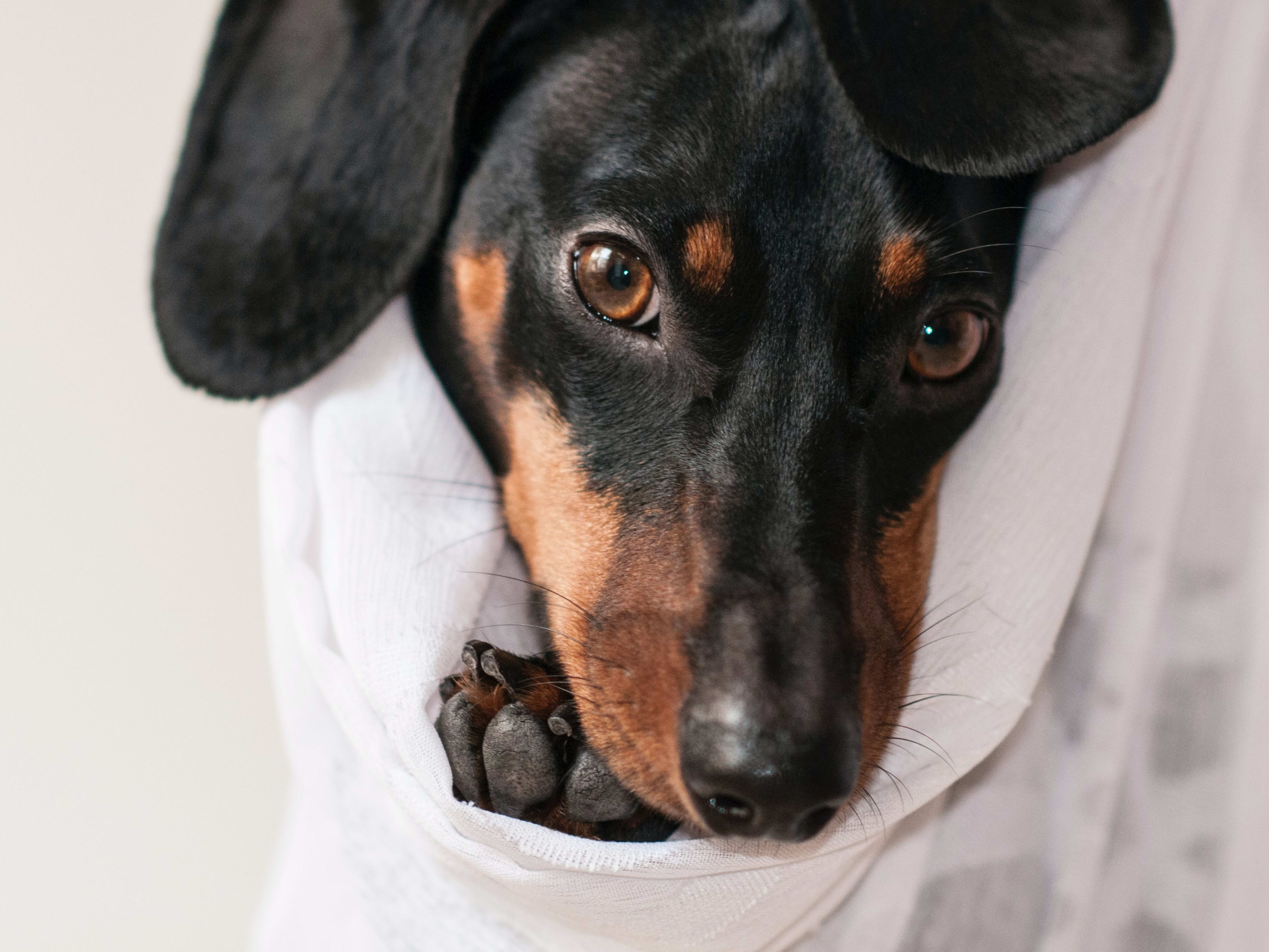 13 Causes of Shivering and Shaking in Dogs - PetHelpful