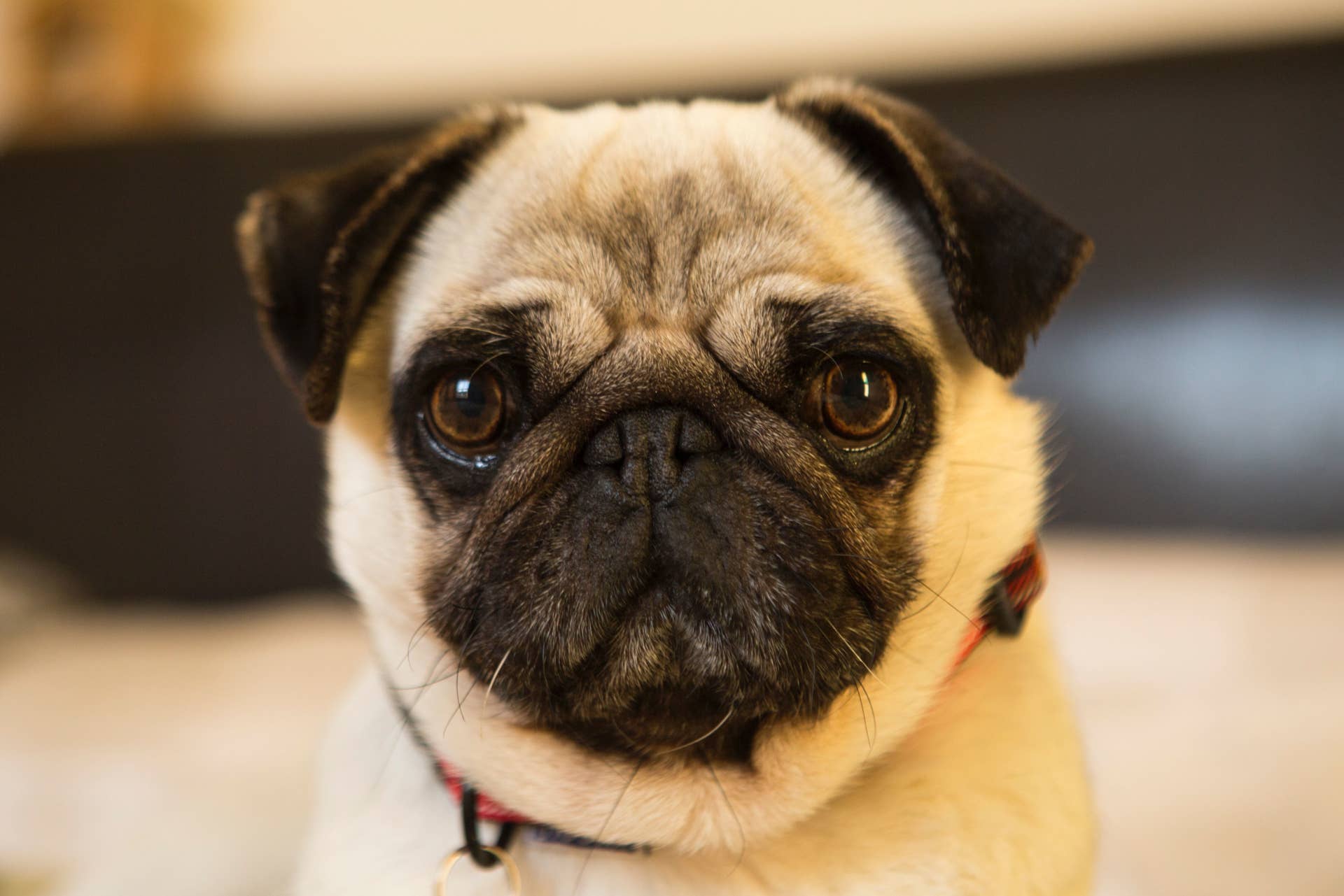 5 Best Small Watchdog Breeds
