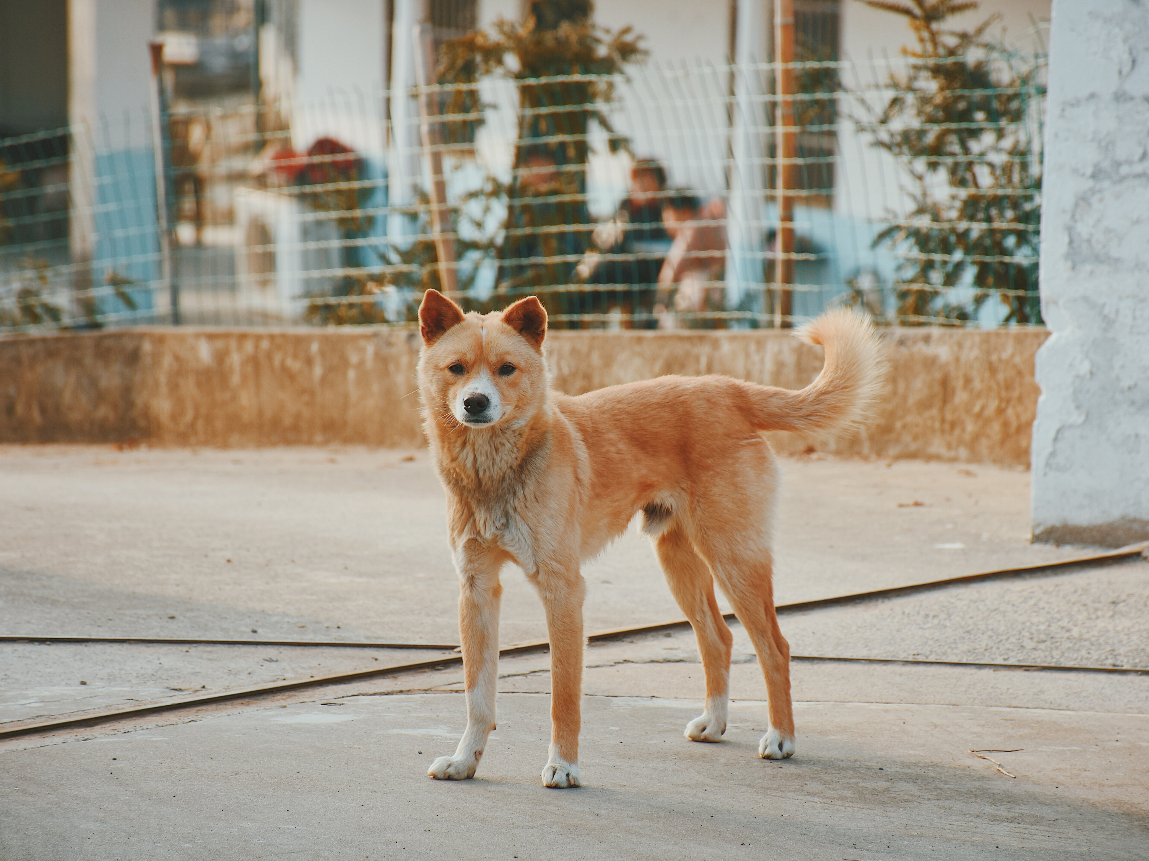 Ancient Egyptian Dog Names